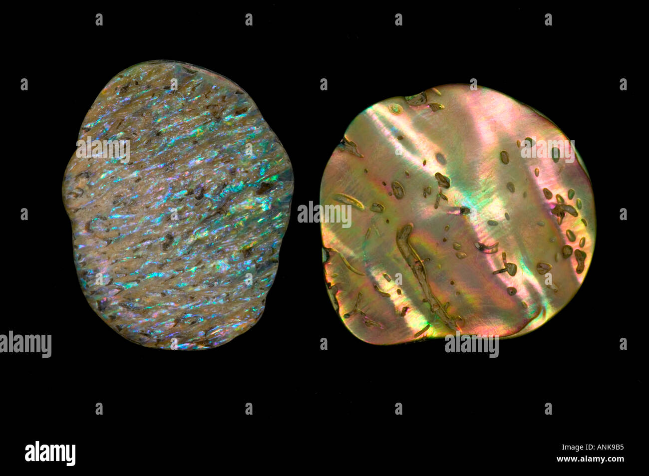 Paua shell fragments Stock Photo - Alamy