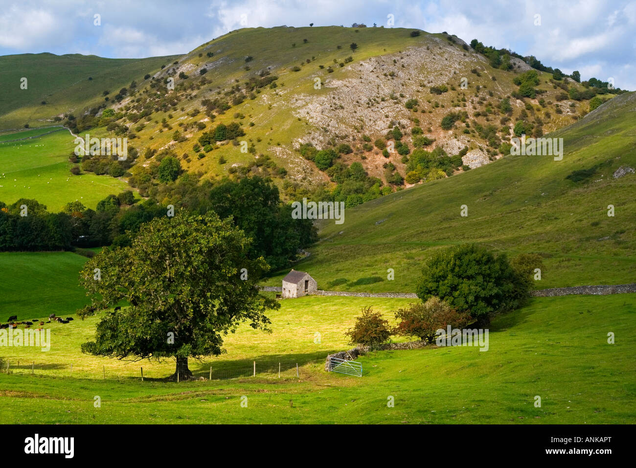 Upland landscape near Thorpe Cloud and Ilam in the Peak District ...