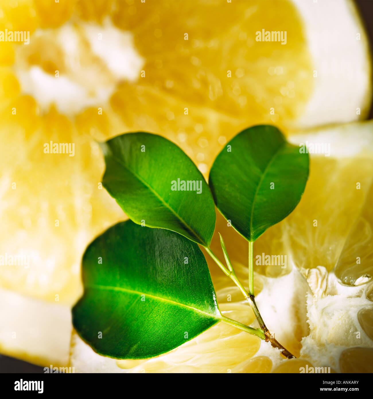 Lemon tree leaves hi-res stock photography and images - Alamy