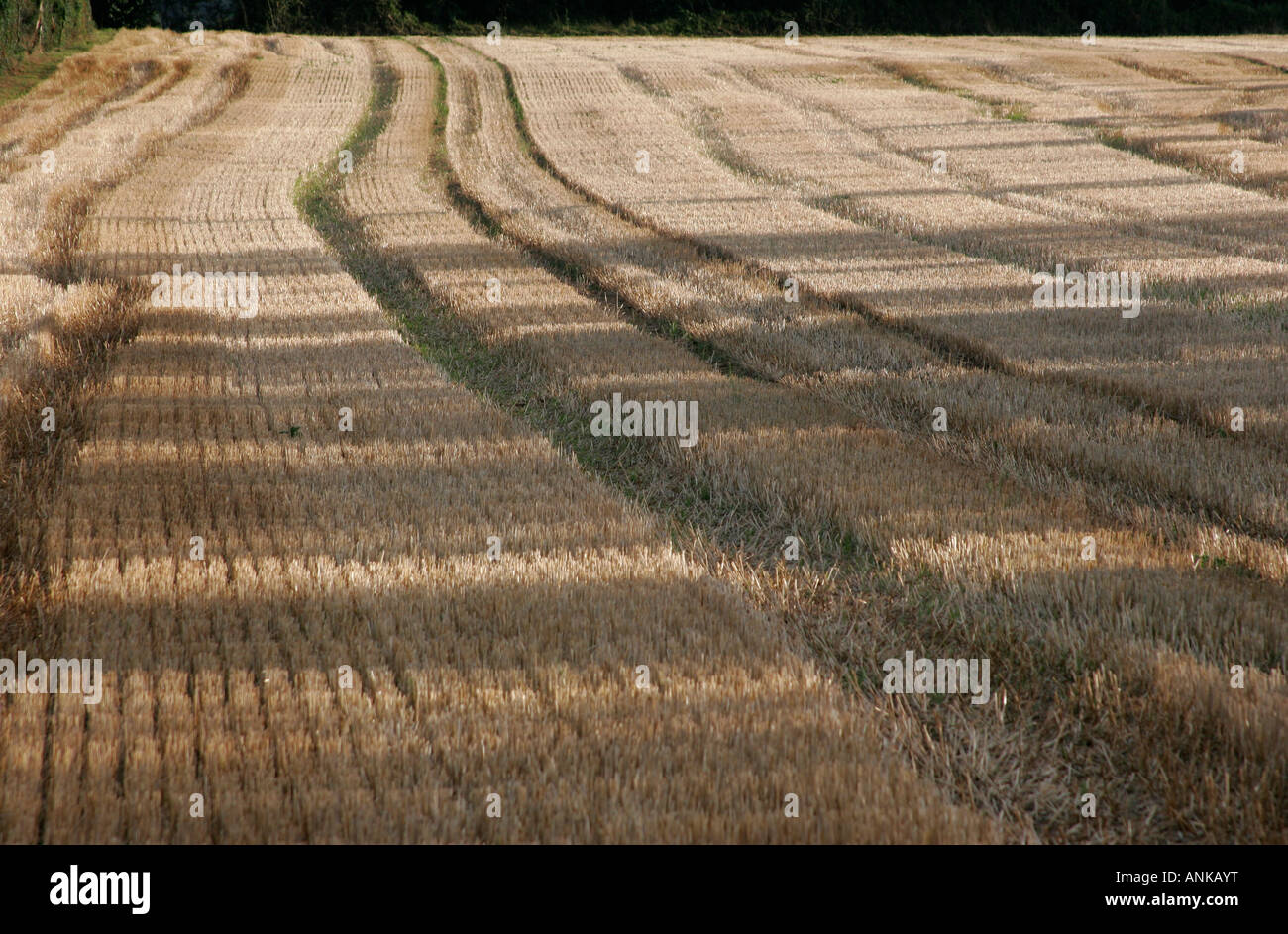 Field in Normandy, Northern France Stock Photo - Alamy