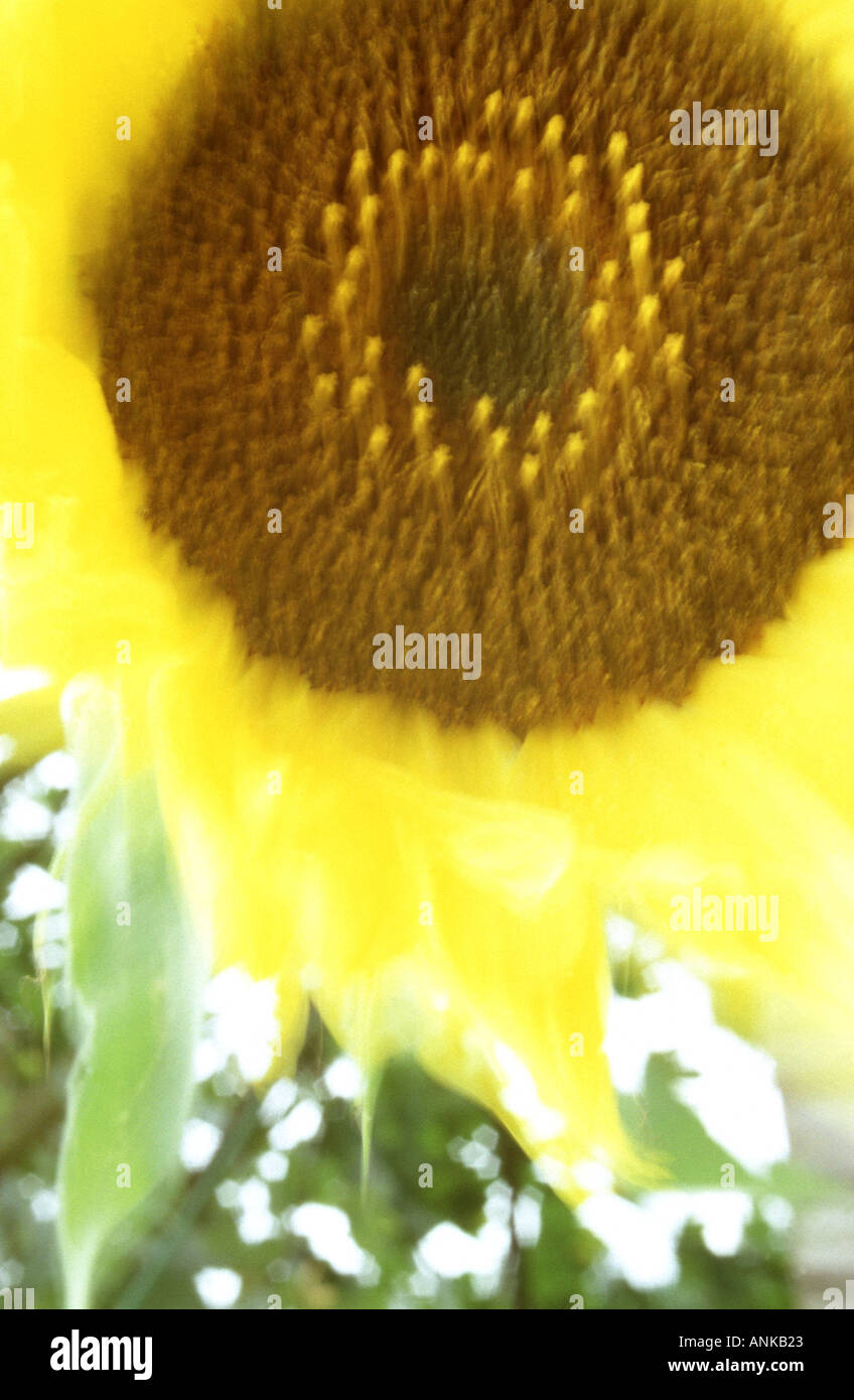 Sunflower swaying in wind close hi-res stock photography and images - Alamy