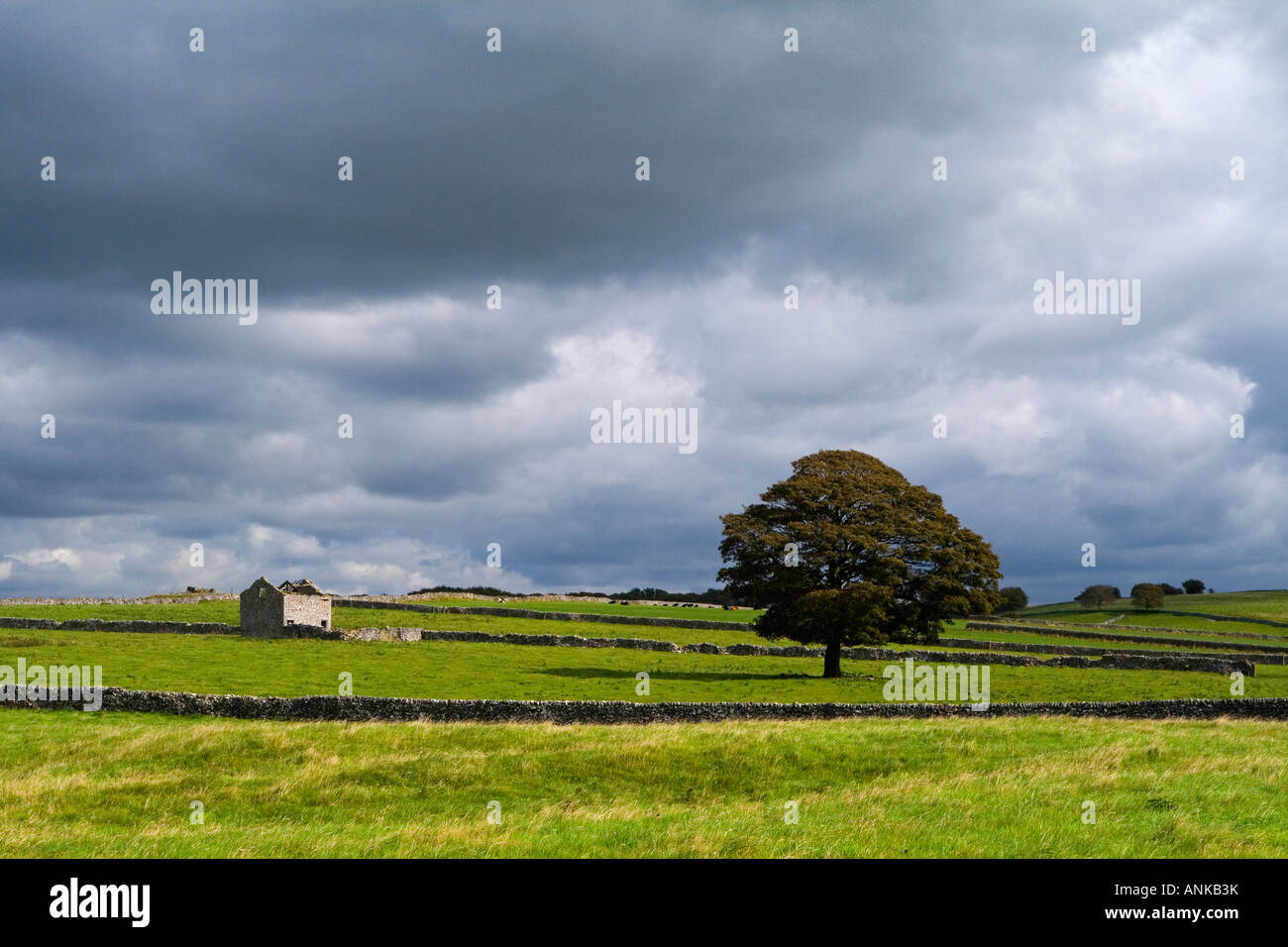 Tree and fields with drystone fields near Sheldon in the Peak District ...