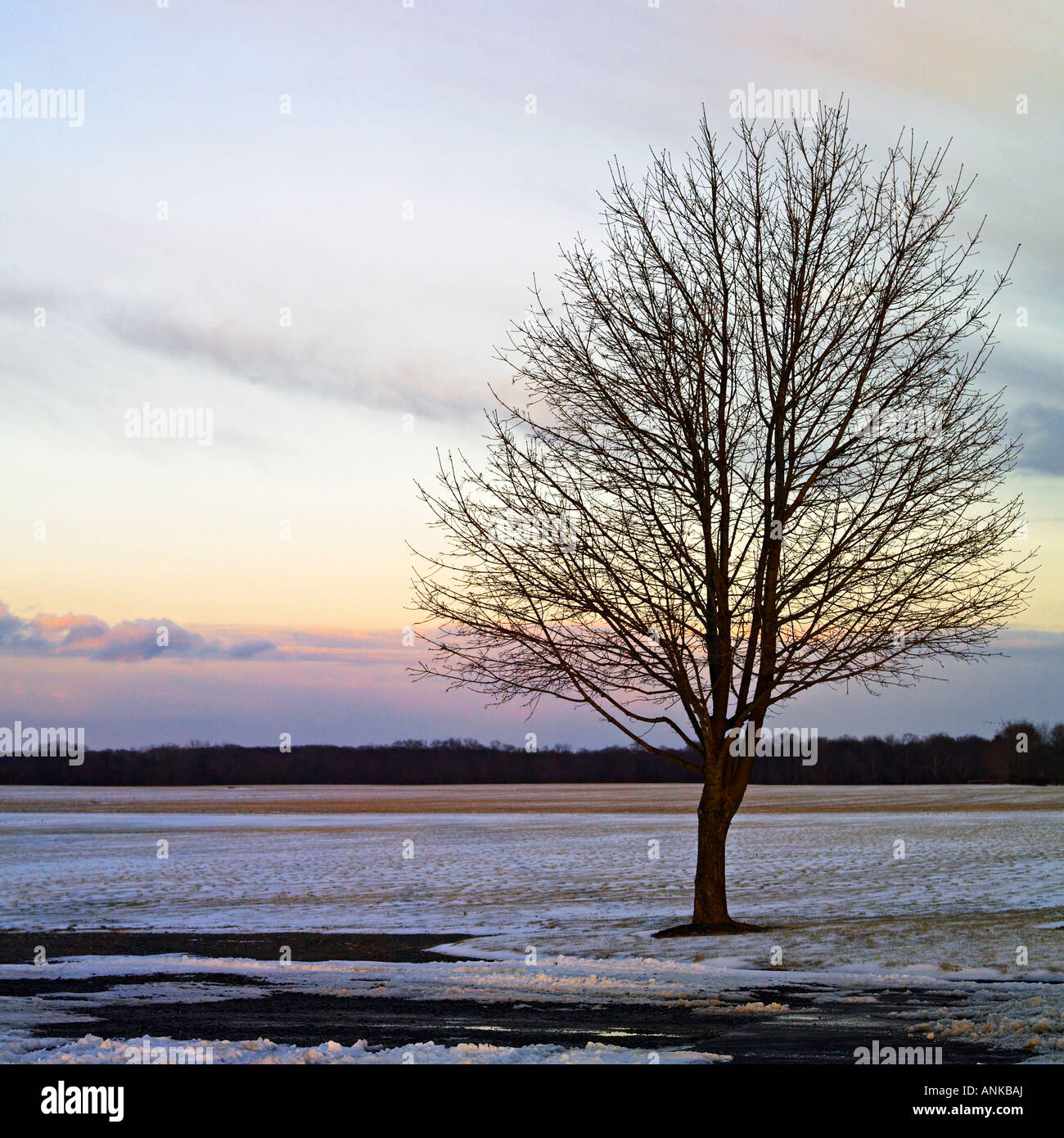 Lonely tree in the field Stock Photo - Alamy