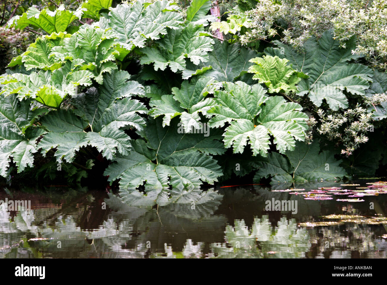 Reflection of Gunnera giant rhubarb leaves in water,Devon,England,UK ...