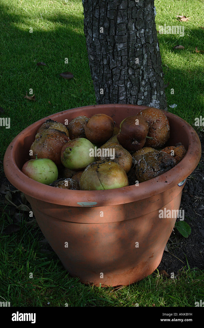 Rotting fruit under tree hi-res stock photography and images - Alamy