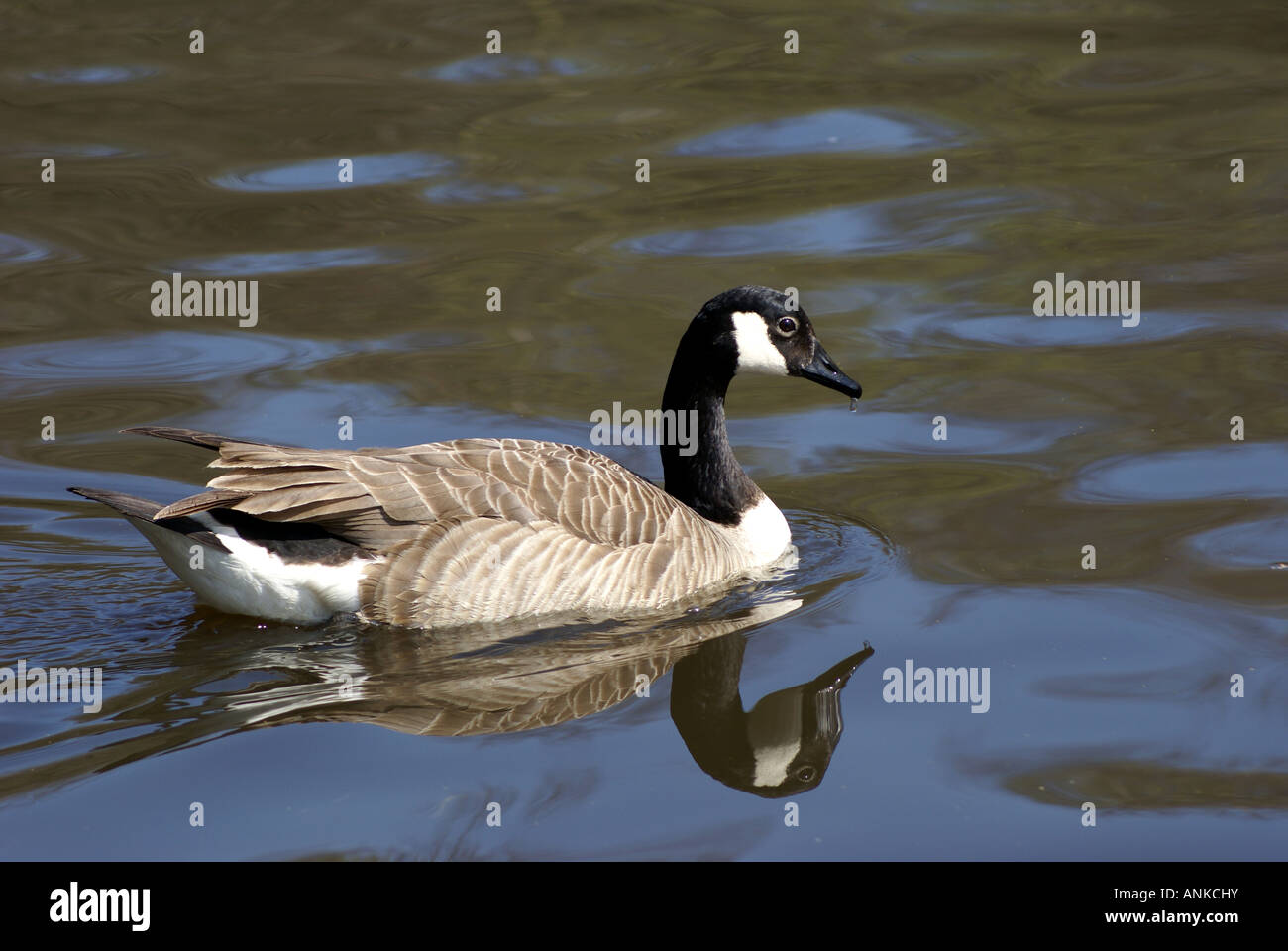 Canada goose tail feathers hi-res stock photography and images - Alamy