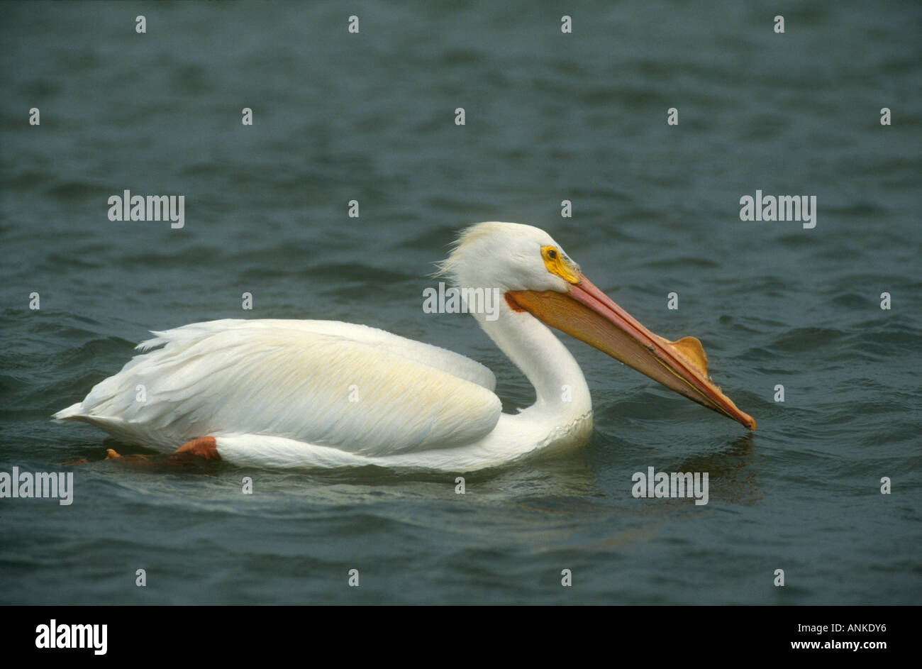 American White Pelican Pelecanus erythrorhynchos adult in breeding ...