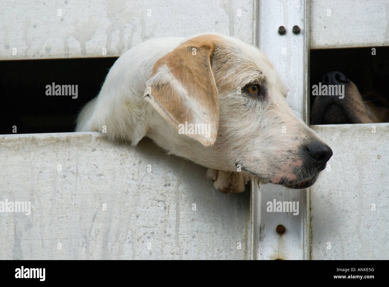 Fox hunt chase hi-res stock photography and images - Alamy
