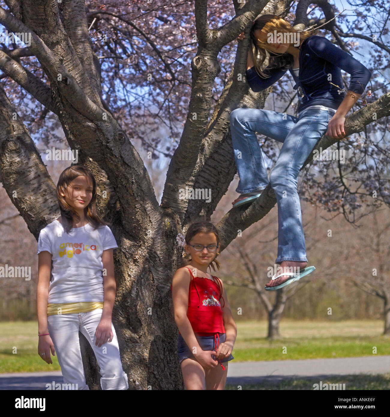 Three girls around the blooming cherry tree Stock Photo - Alamy
