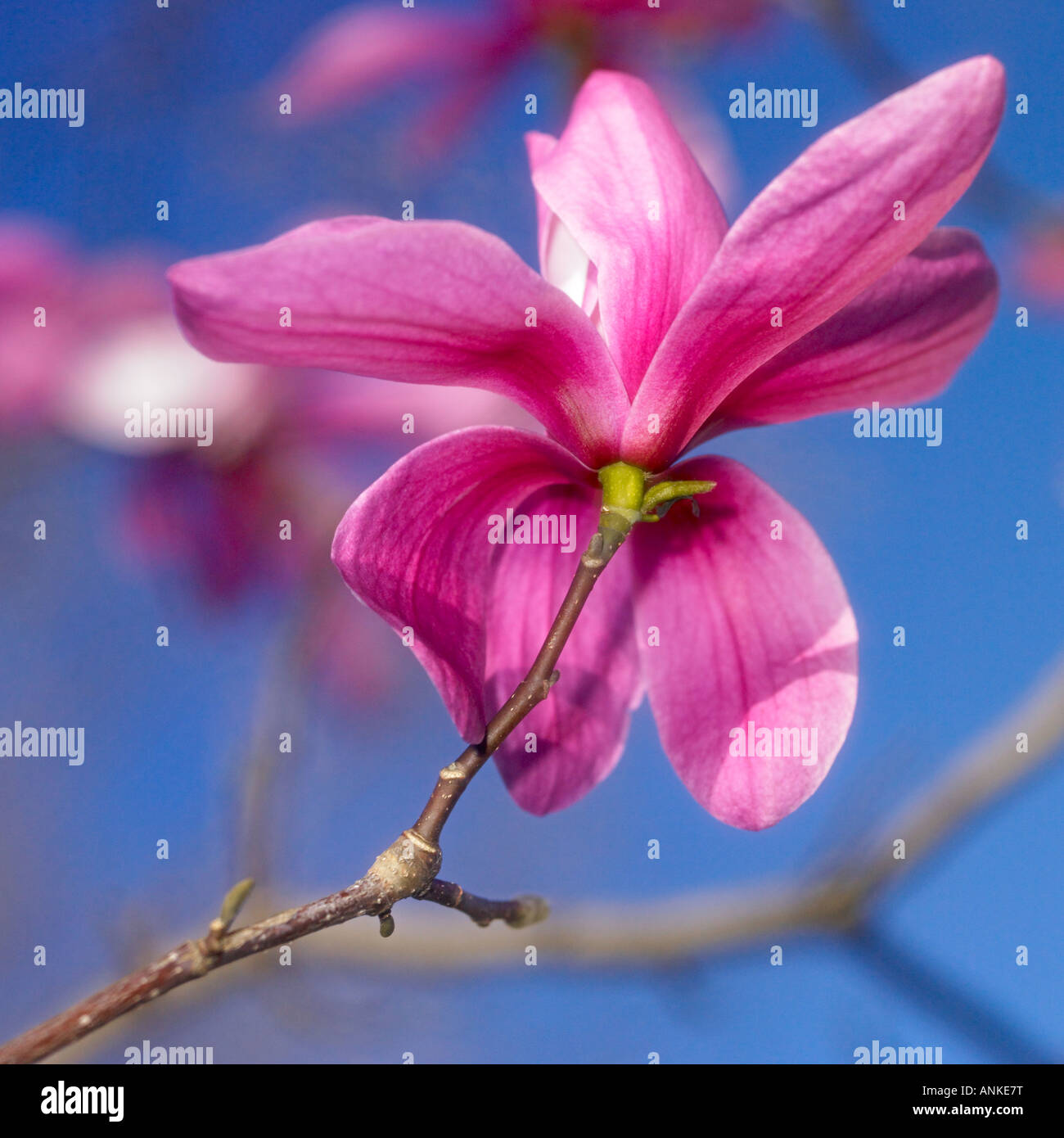 State flower of louisiana hi-res stock photography and images - Alamy