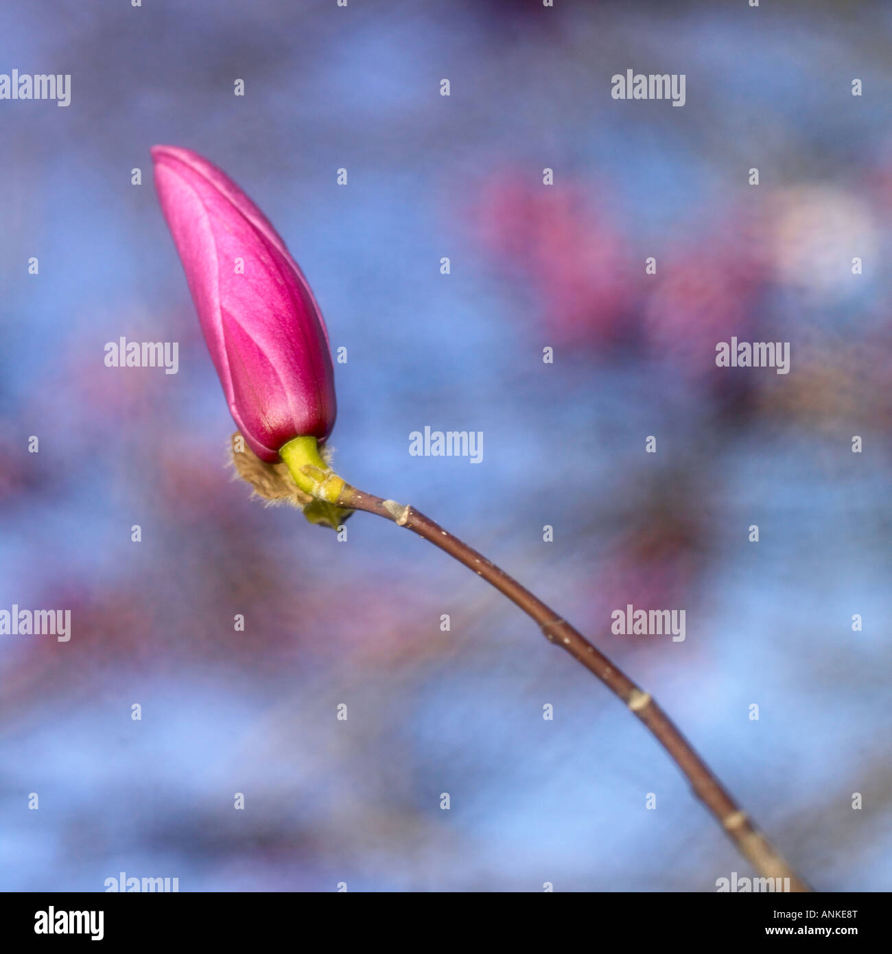 State flower of louisiana hi-res stock photography and images - Alamy