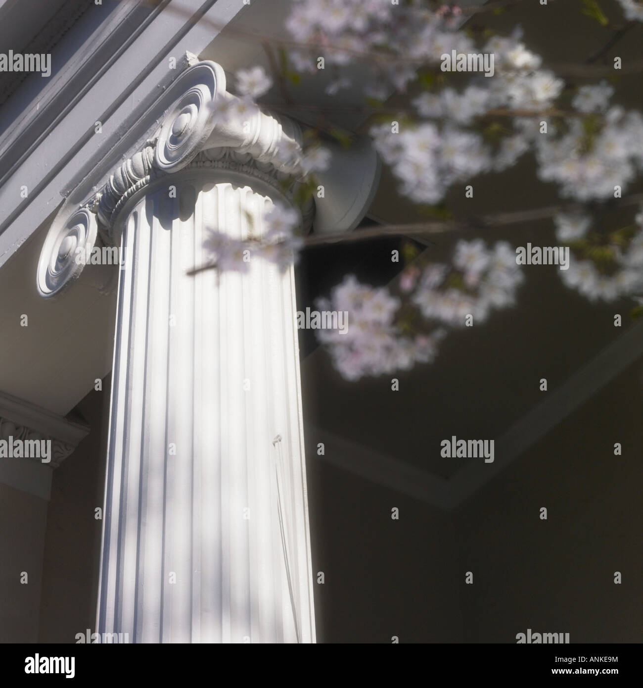 Pillar with tree branch blooming Stock Photo - Alamy