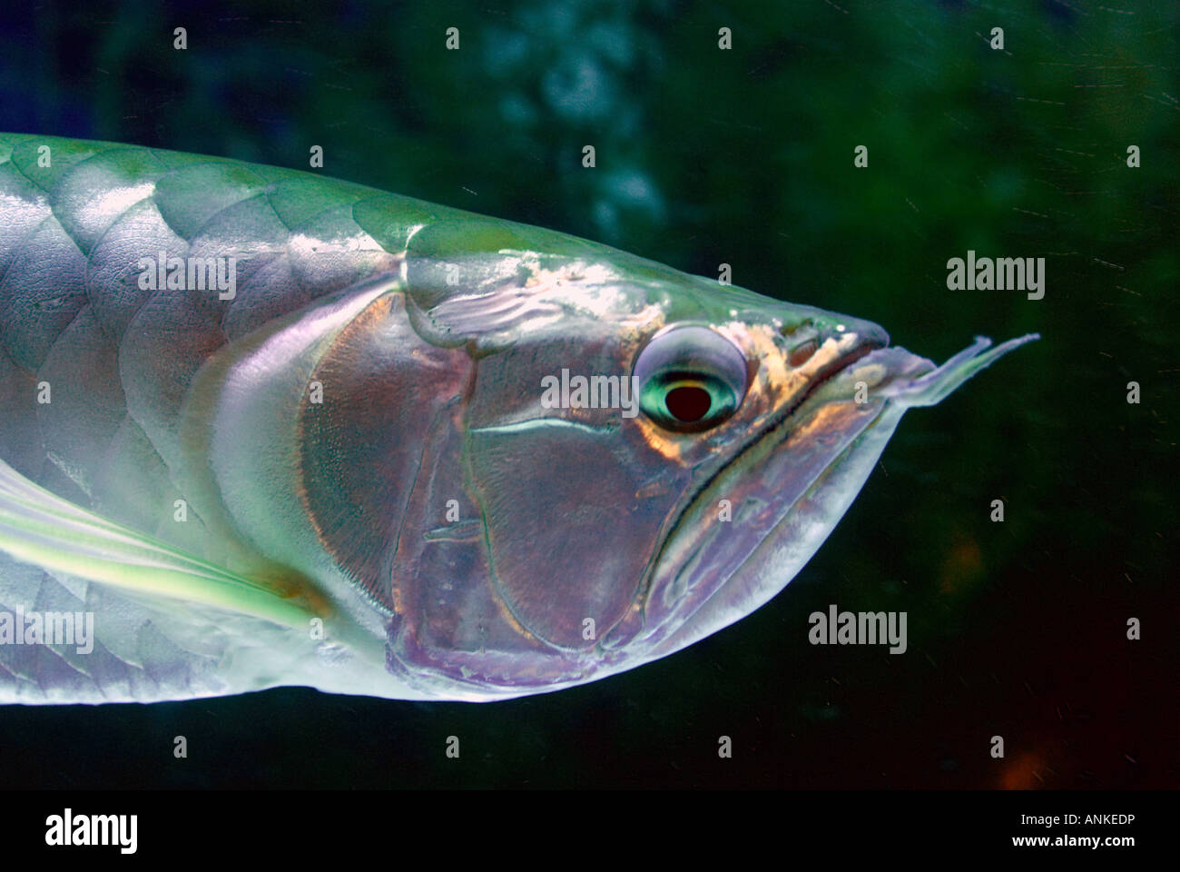 Arawana dragon fish Stock Photo - Alamy