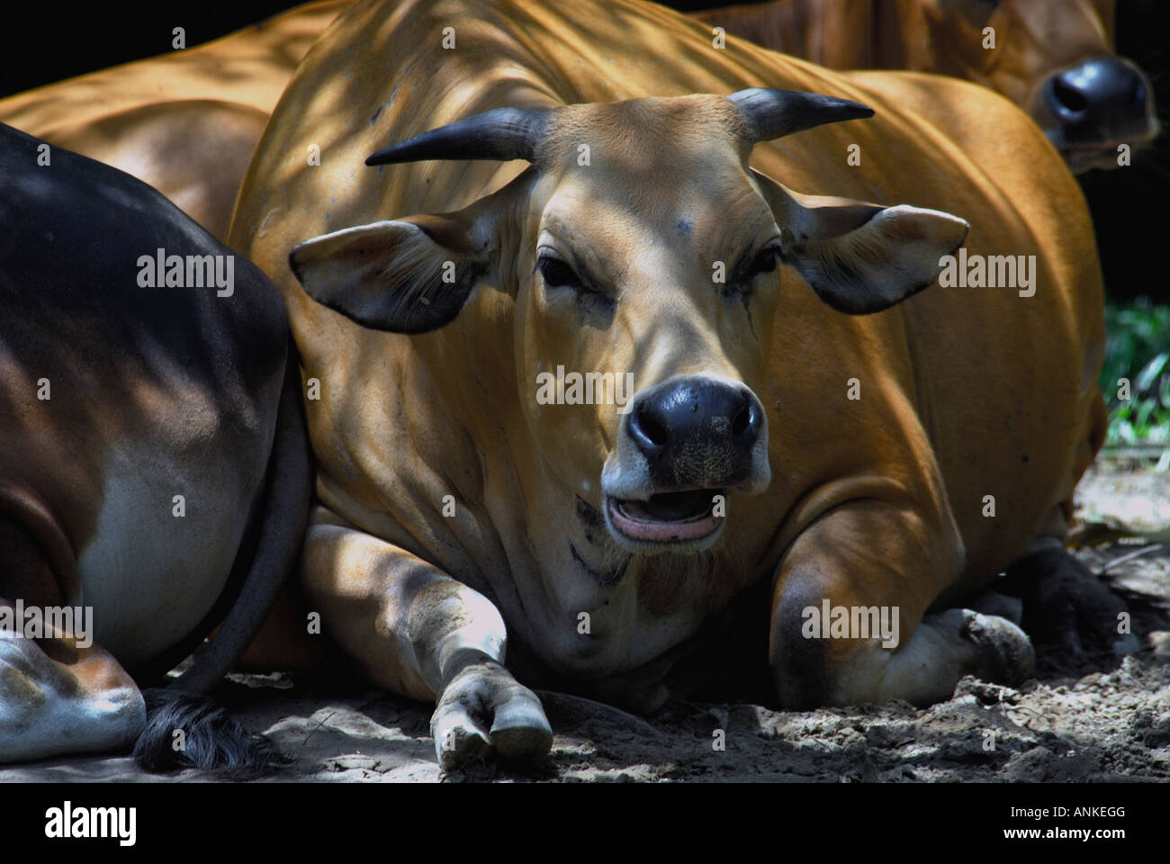 Asian cow hi-res stock photography and images - Alamy