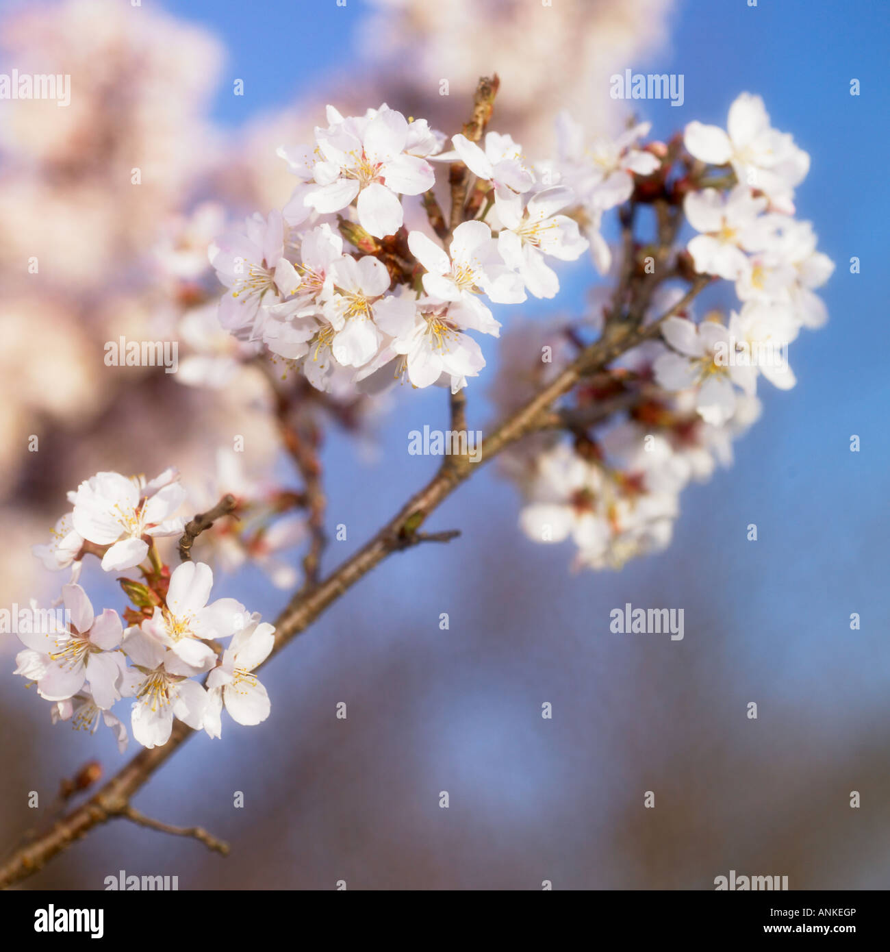 The cherry tree blooming close up Stock Photo - Alamy