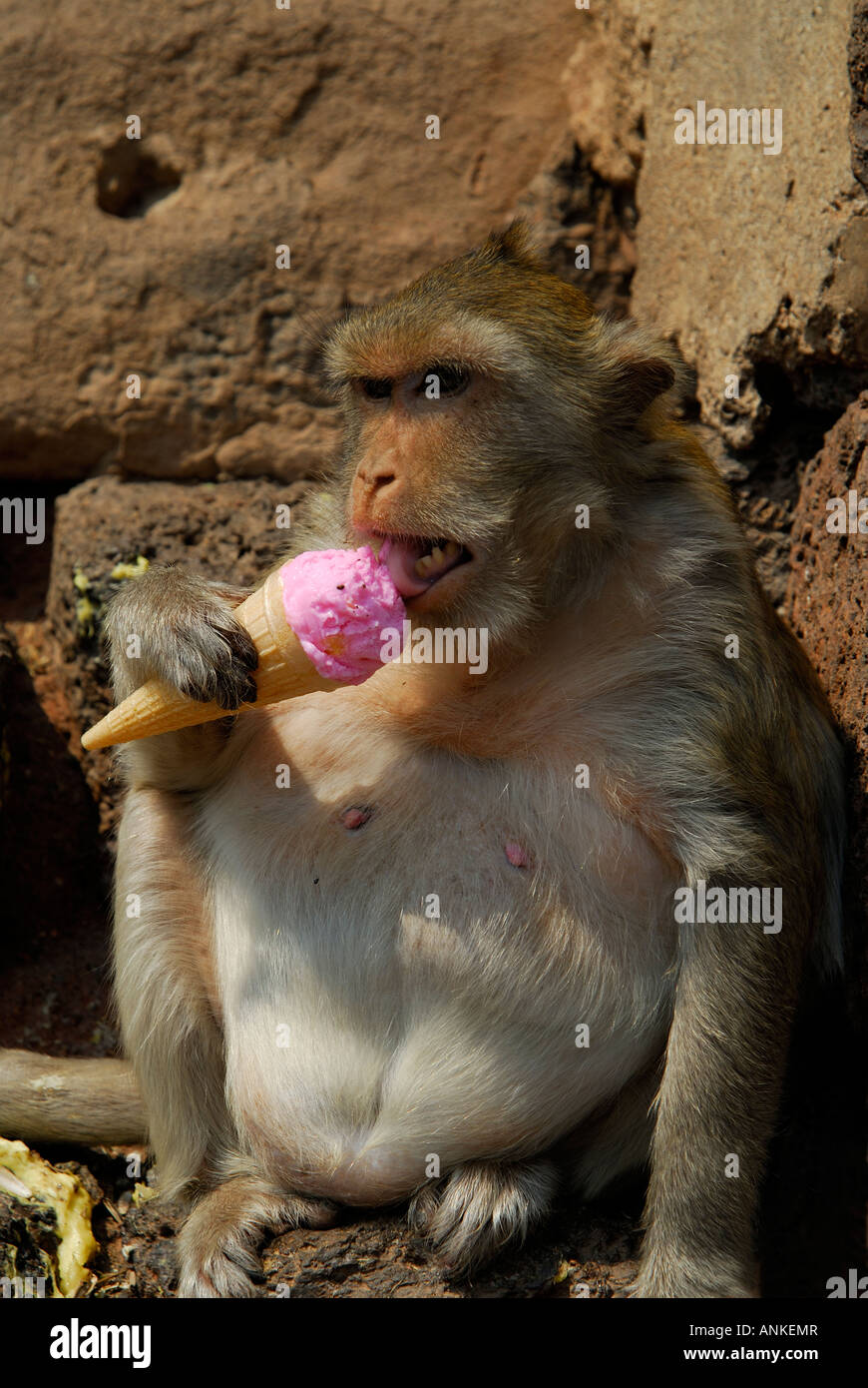 Monkey Eating Ice Cream