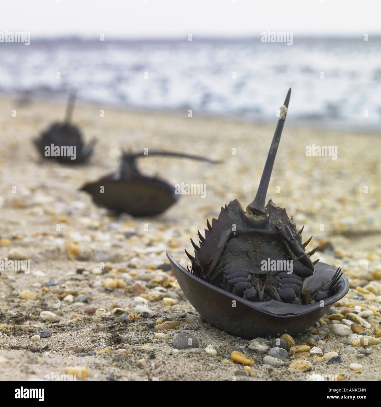 The Horseshoe Crabs of Delaware Bay Stock Photo - Alamy
