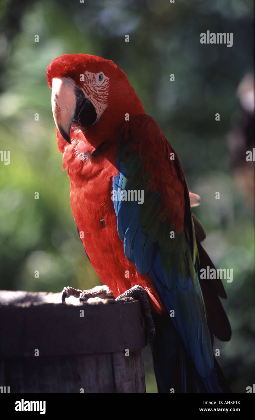 Parrot dominican republic caribbean hi-res stock photography and images ...