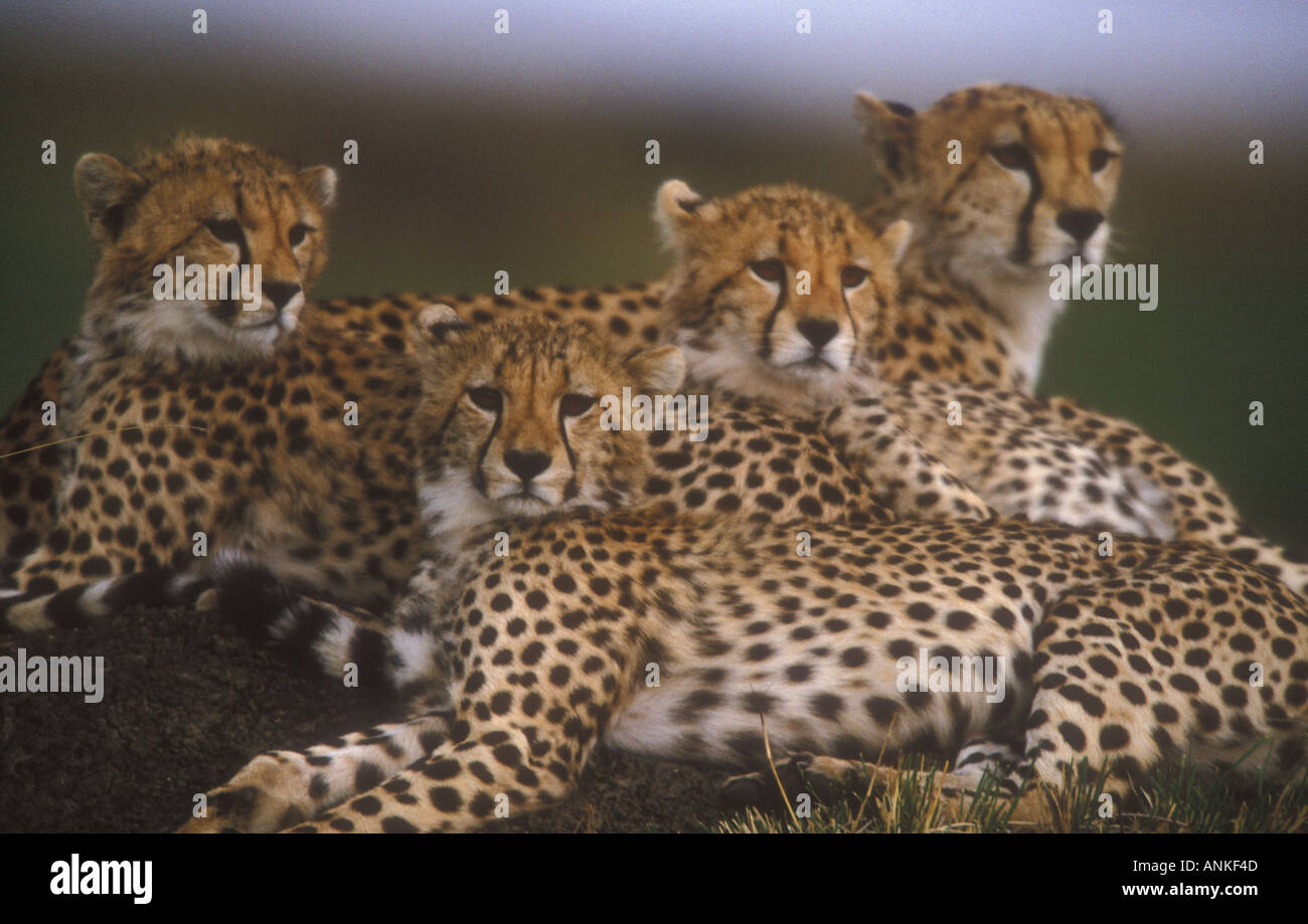Fluffy cheetah cub hi-res stock photography and images - Alamy