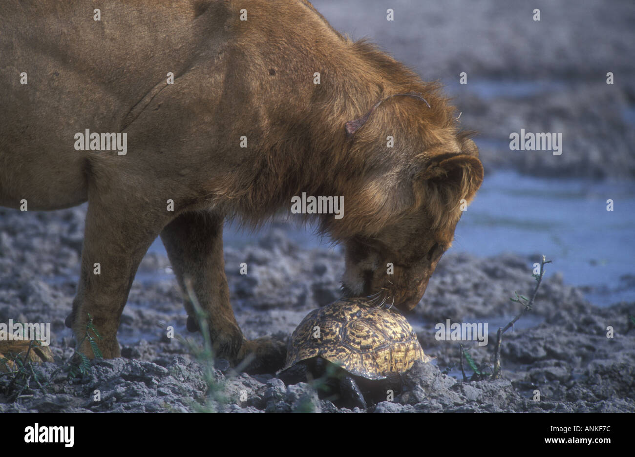 Lion panthera leo and Leopard Tortoise Geochelone pardalis Stock Photo ...