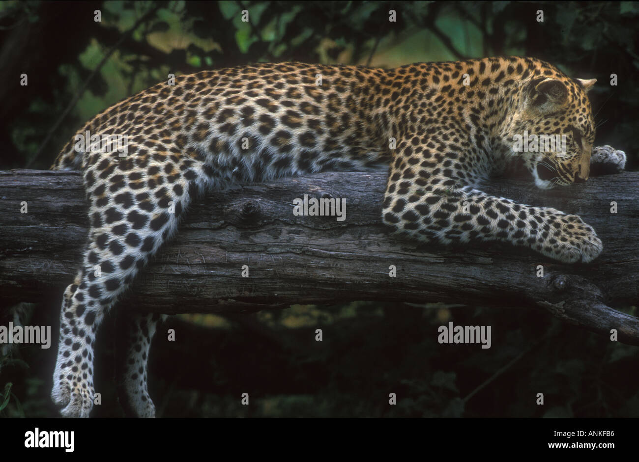 Leopard Panthera pardus in tree Stock Photo - Alamy