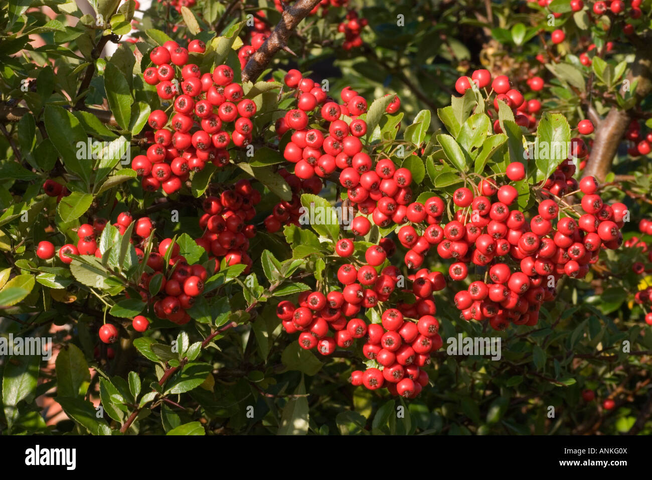 red berries growing on bush Stock Photo - Alamy