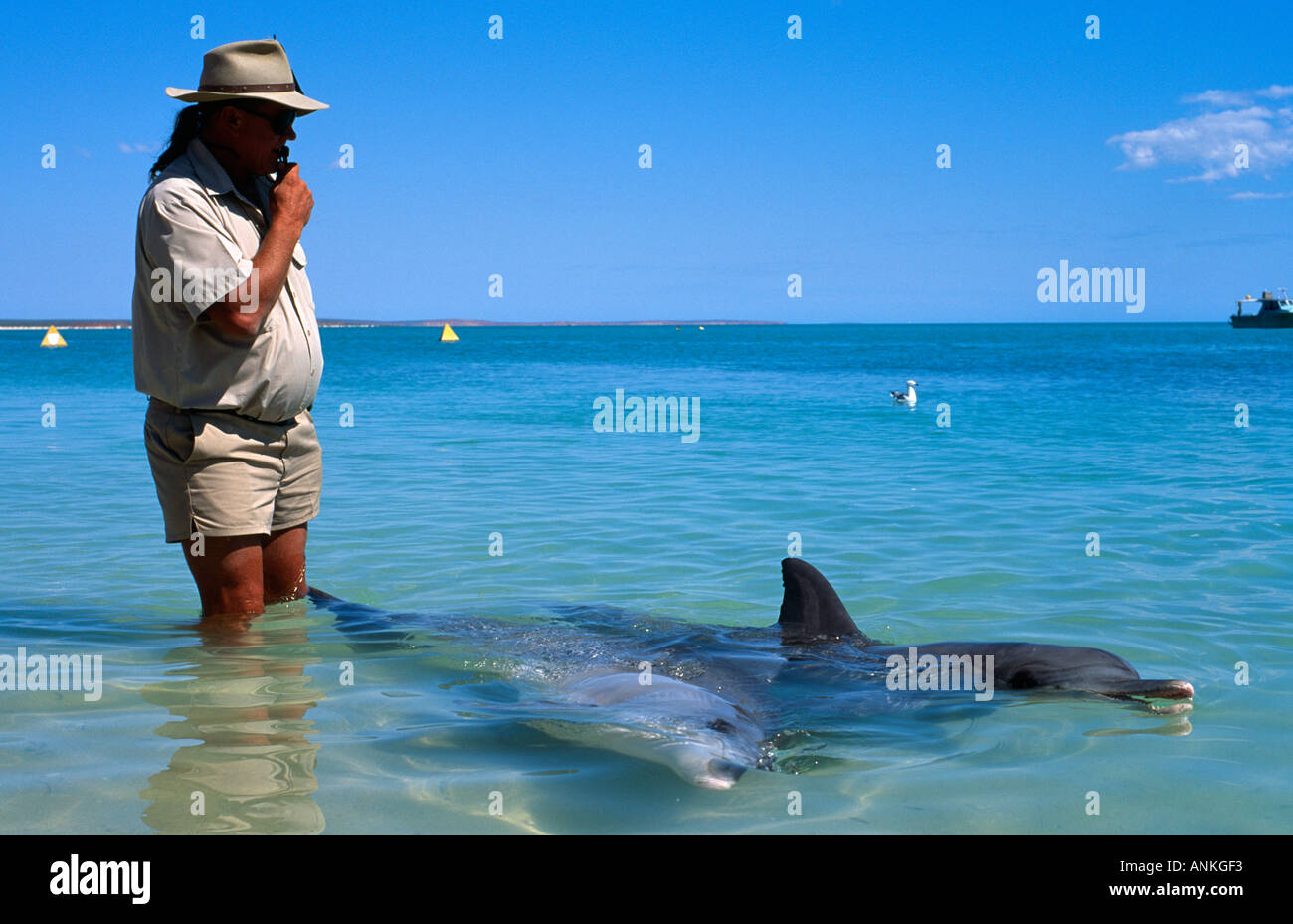 Dolphin monkey mia reserve hi-res stock photography and images - Alamy
