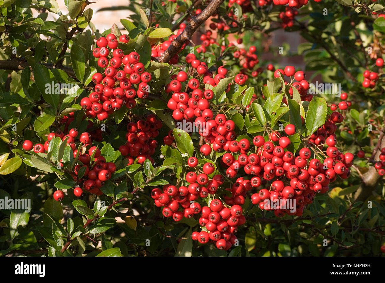 red berries growing on bush Stock Photo - Alamy