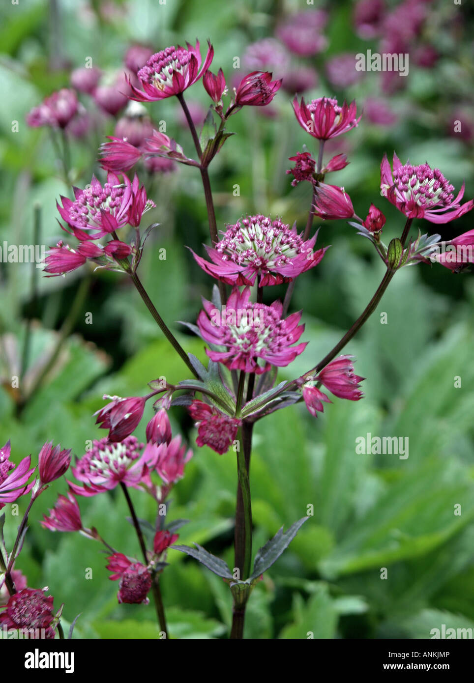 Red campion wildflowers growing in garden at Essex,England,UK Stock ...
