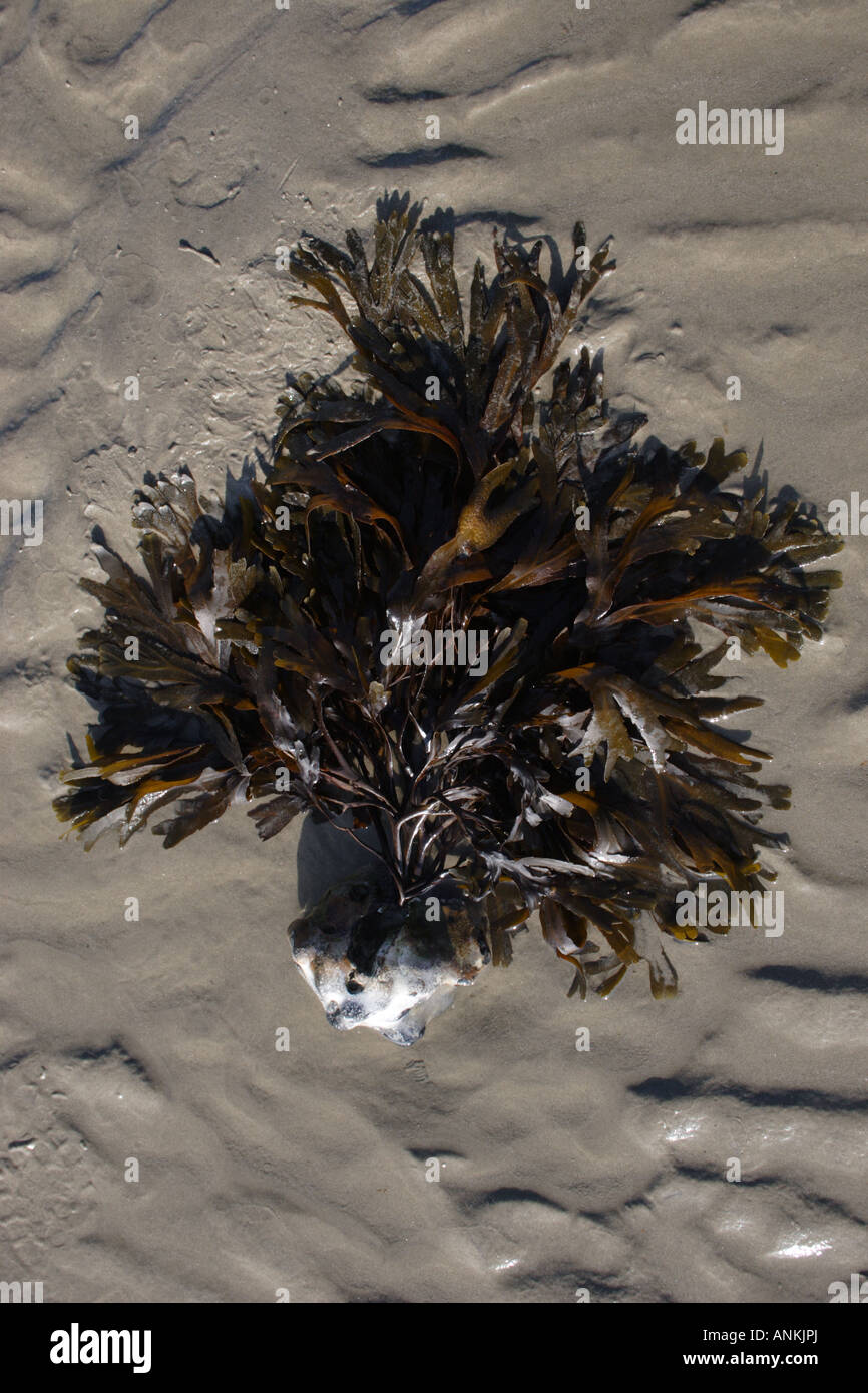 seaweed growing out of rock on beach creating shape of tree Stock Photo ...
