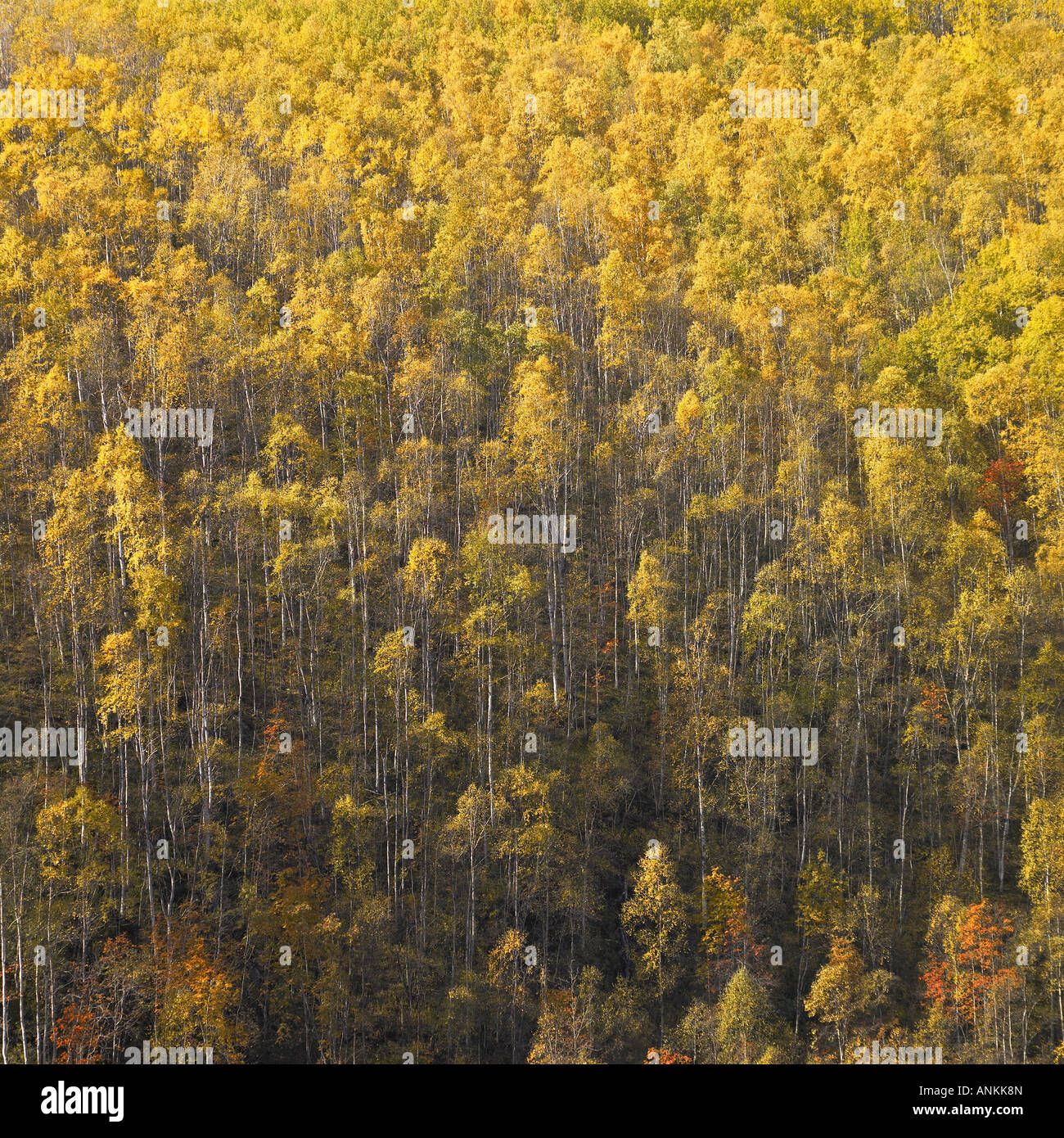 Taiga forest in foliage, lake Baikal, Siberia Stock Photo - Alamy