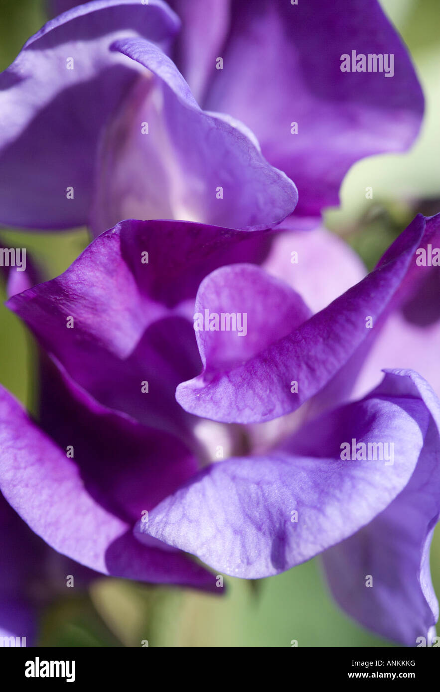 Old fashioned sweet peas hi-res stock photography and images - Alamy