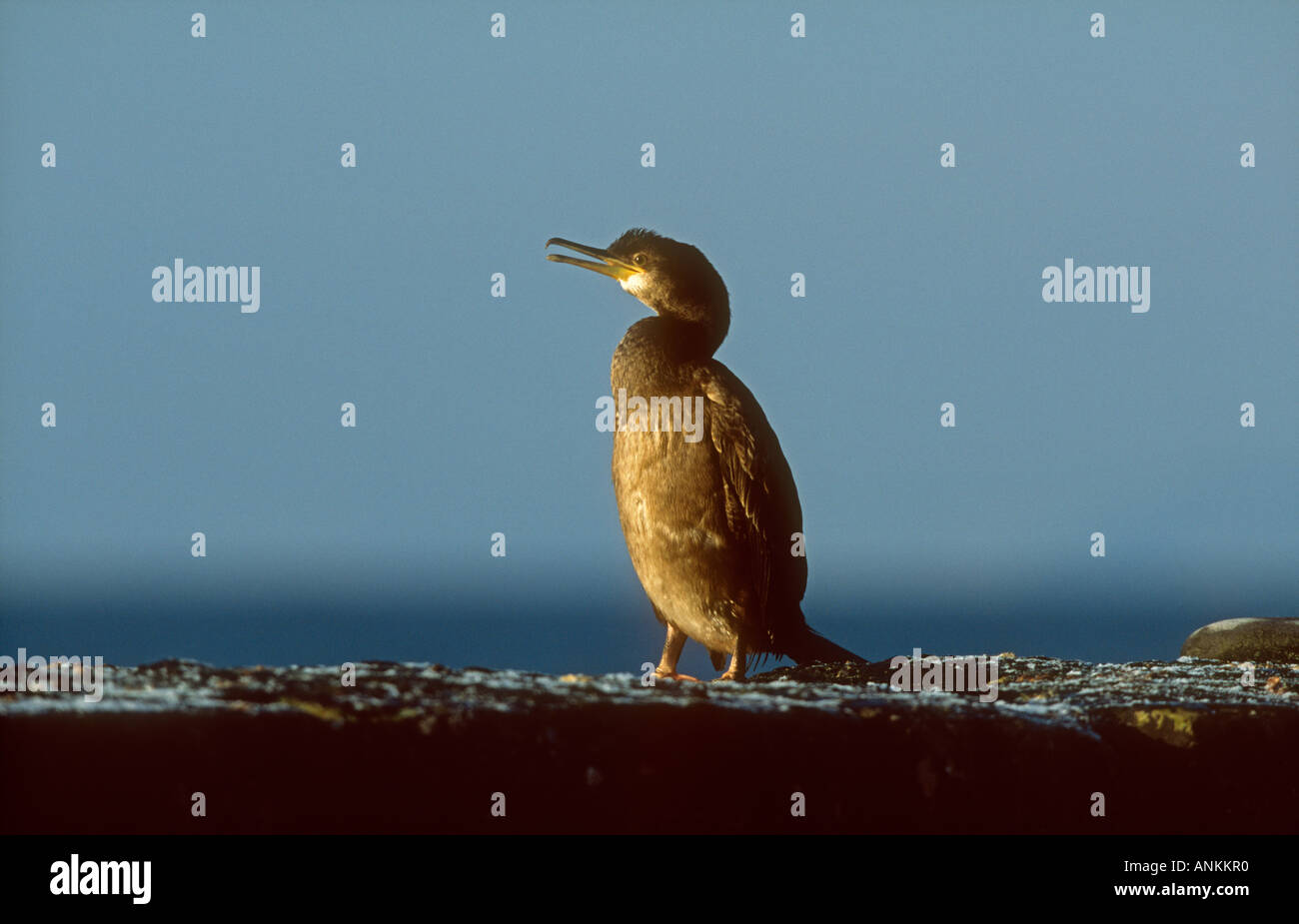 Immature shag scotland hi-res stock photography and images - Alamy