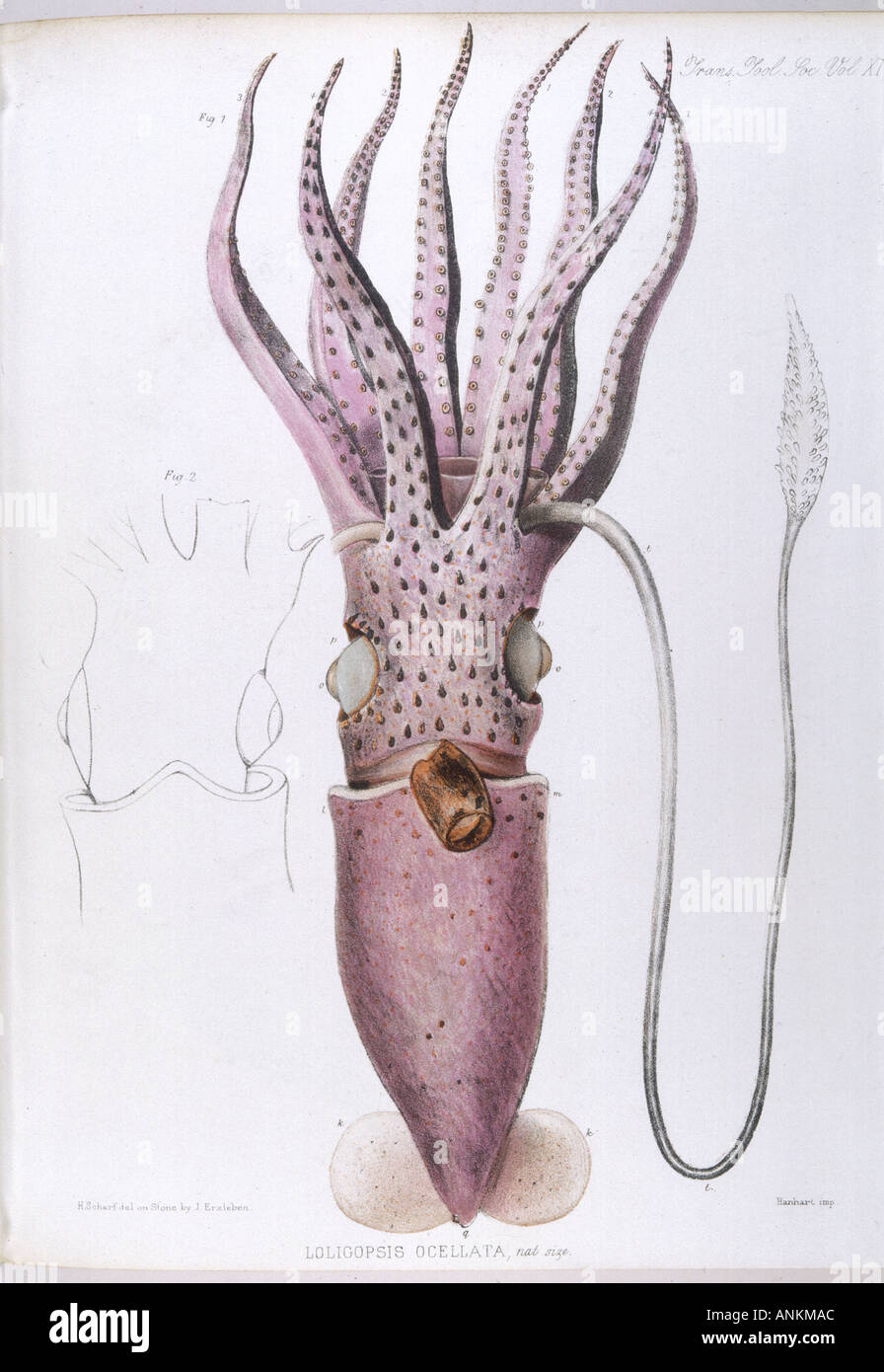 Marine Life Squid Stock Photo - Alamy