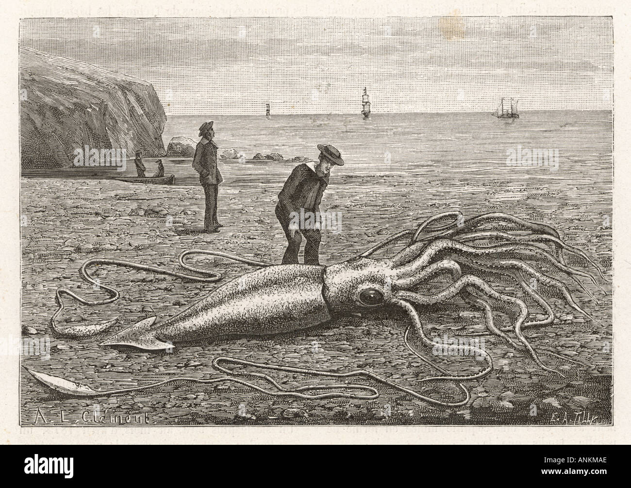 Stranded Squid Canada Stock Photo - Alamy
