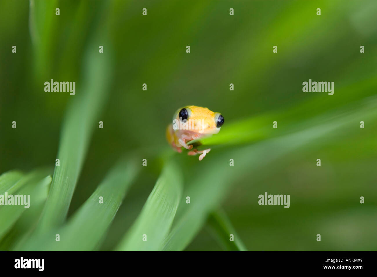 Yellow reed frog Hyperolius viridiflavus reesi in grass in Kilombero ...