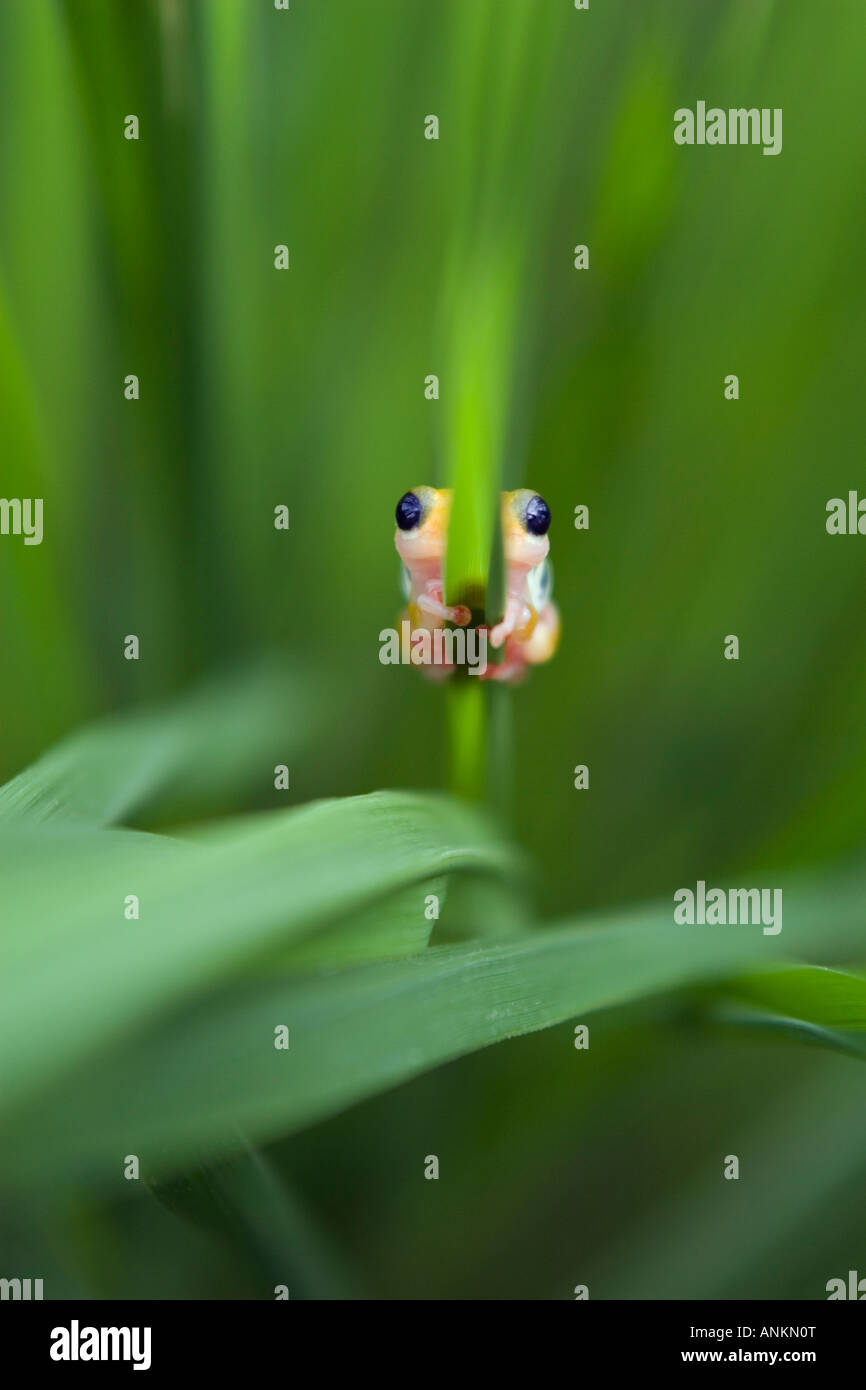 Yellow reed frog Hyperolius viridiflavus reesi in grass in Kilombero ...