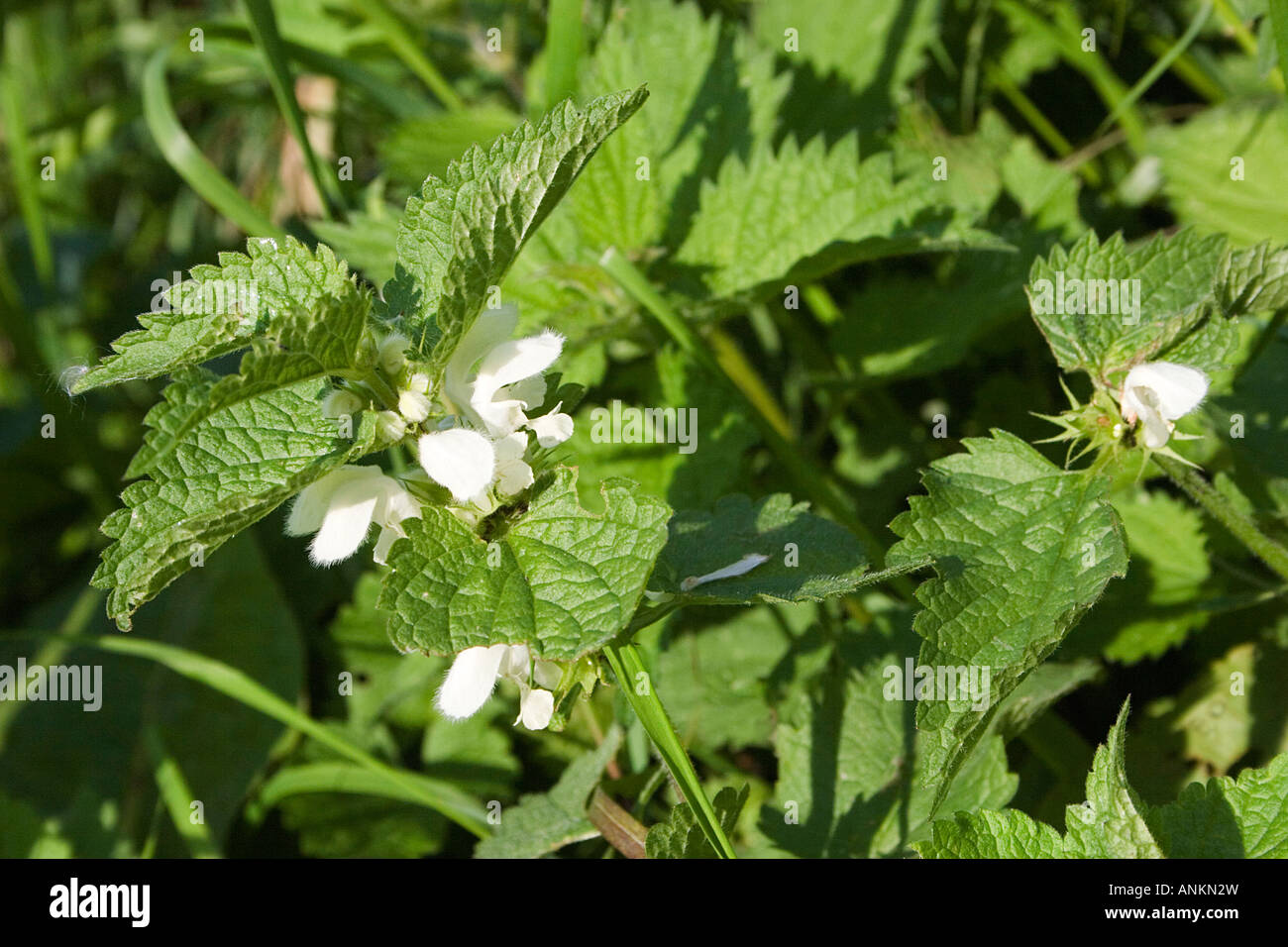 wild nettle in bloom Stock Photo - Alamy