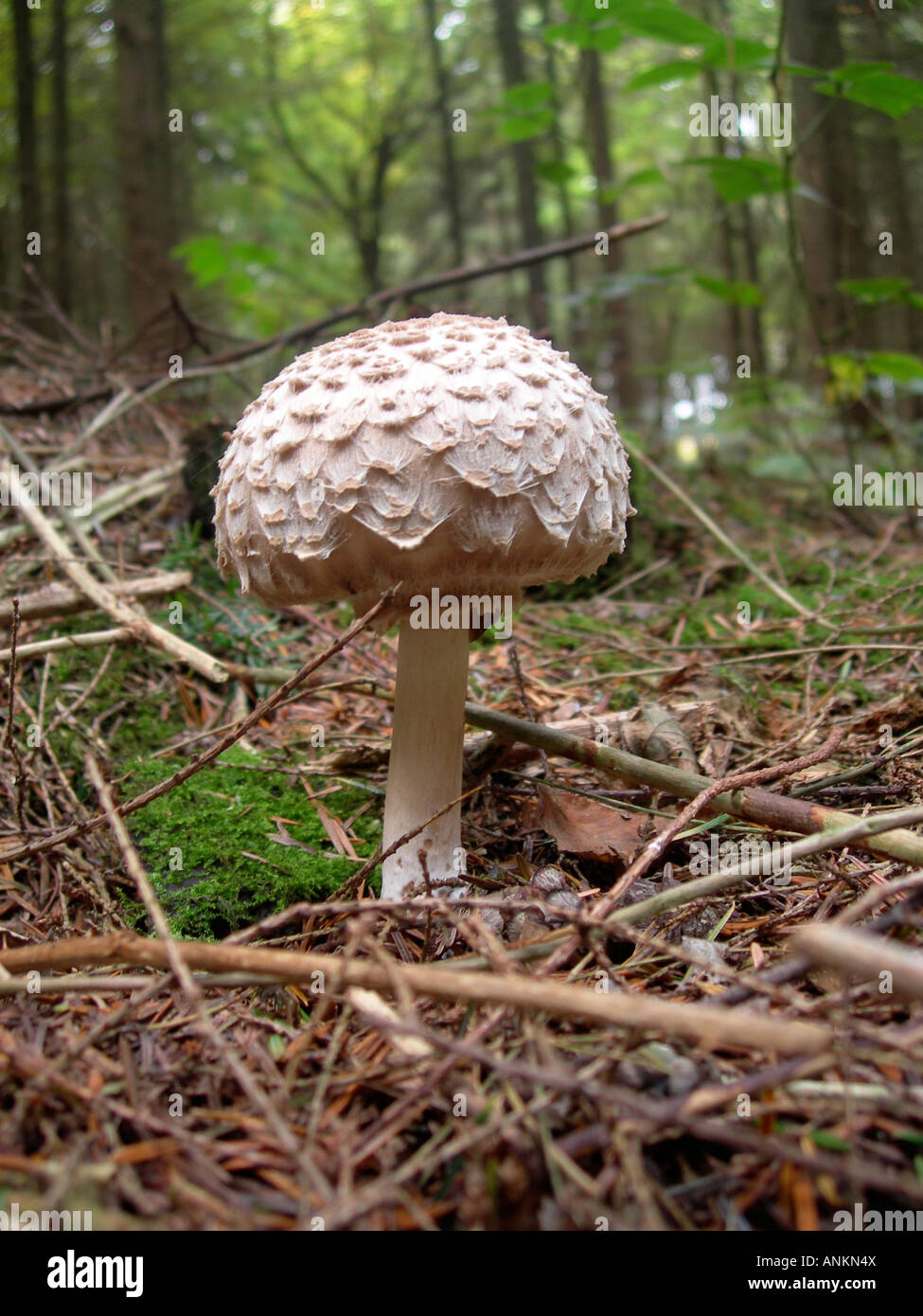 Toadstool growing in woodland in England Stock Photo - Alamy