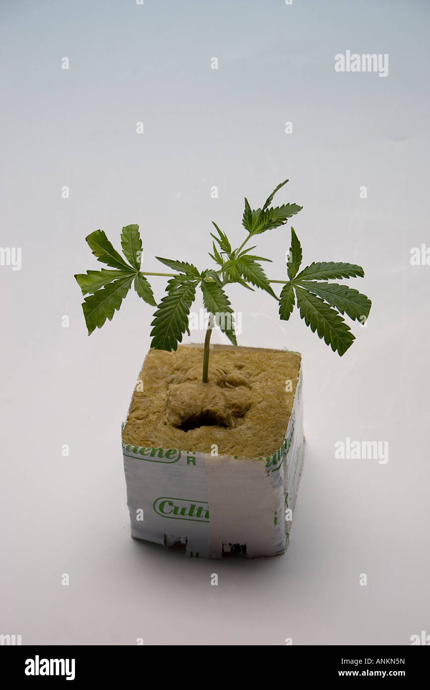 Marajuana plant hi-res stock photography and images - Alamy