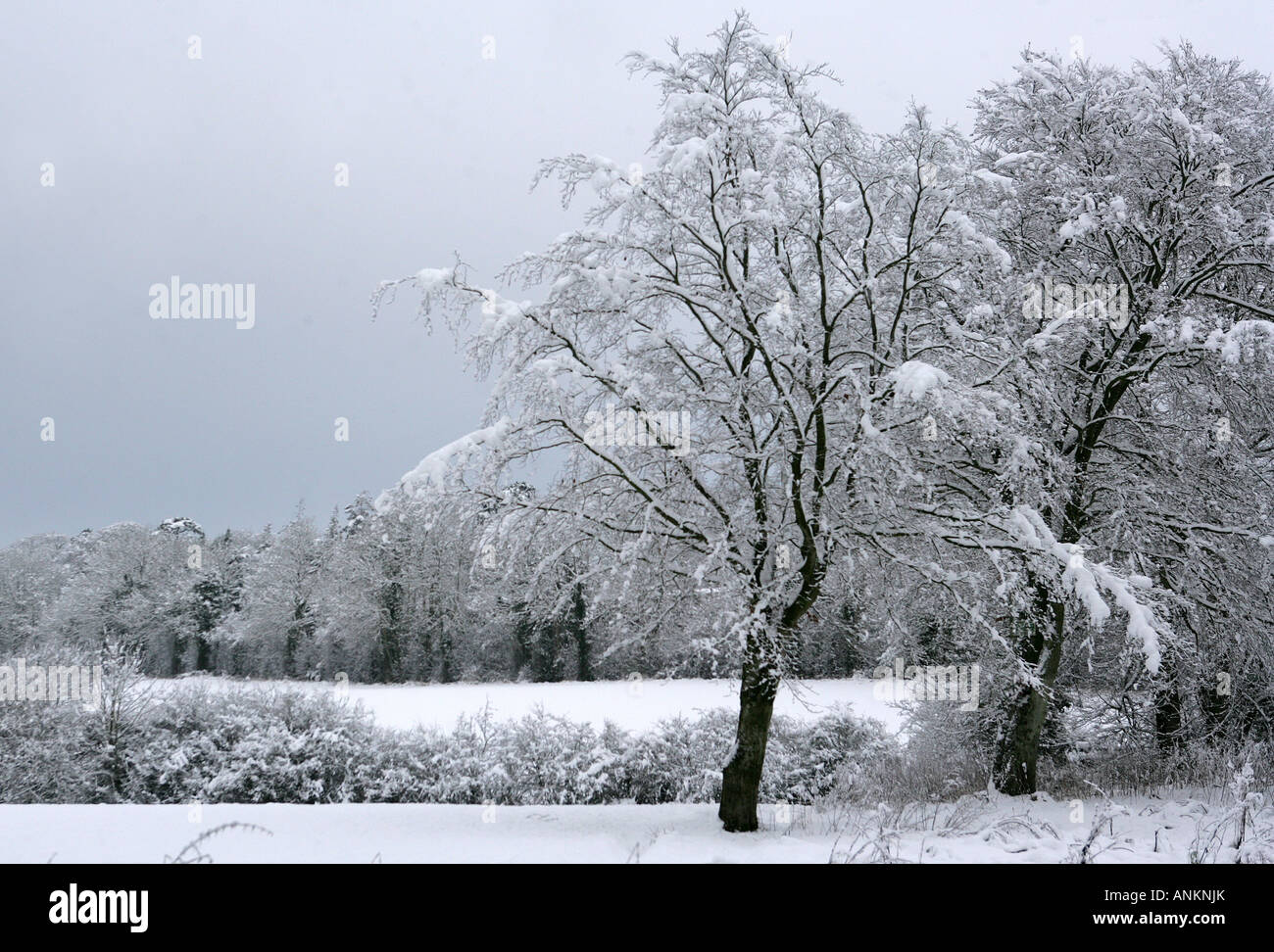 A series of snow scenes taken around the village of Crumlin, County ...