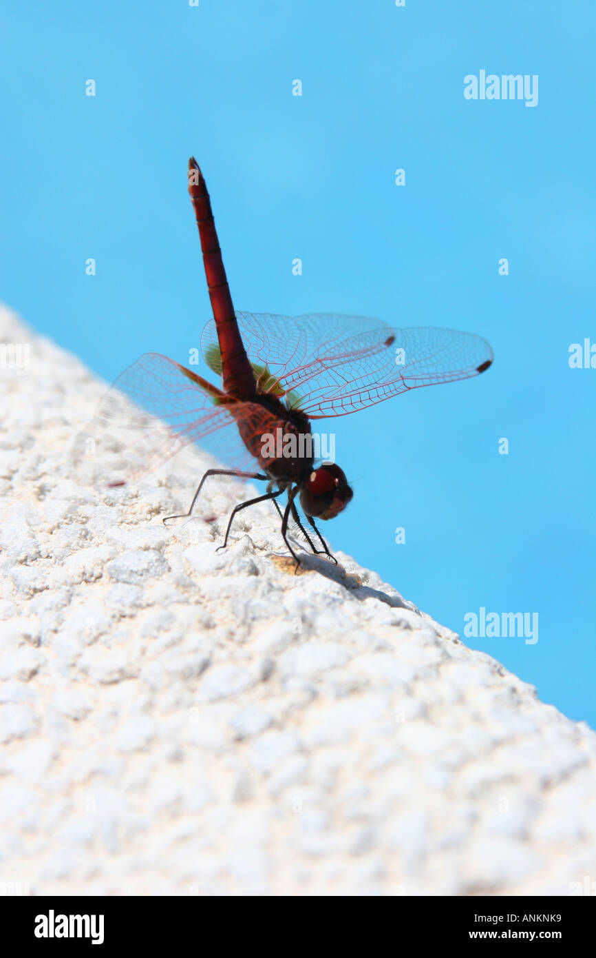Dragon fly resting by the pool Stock Photo - Alamy