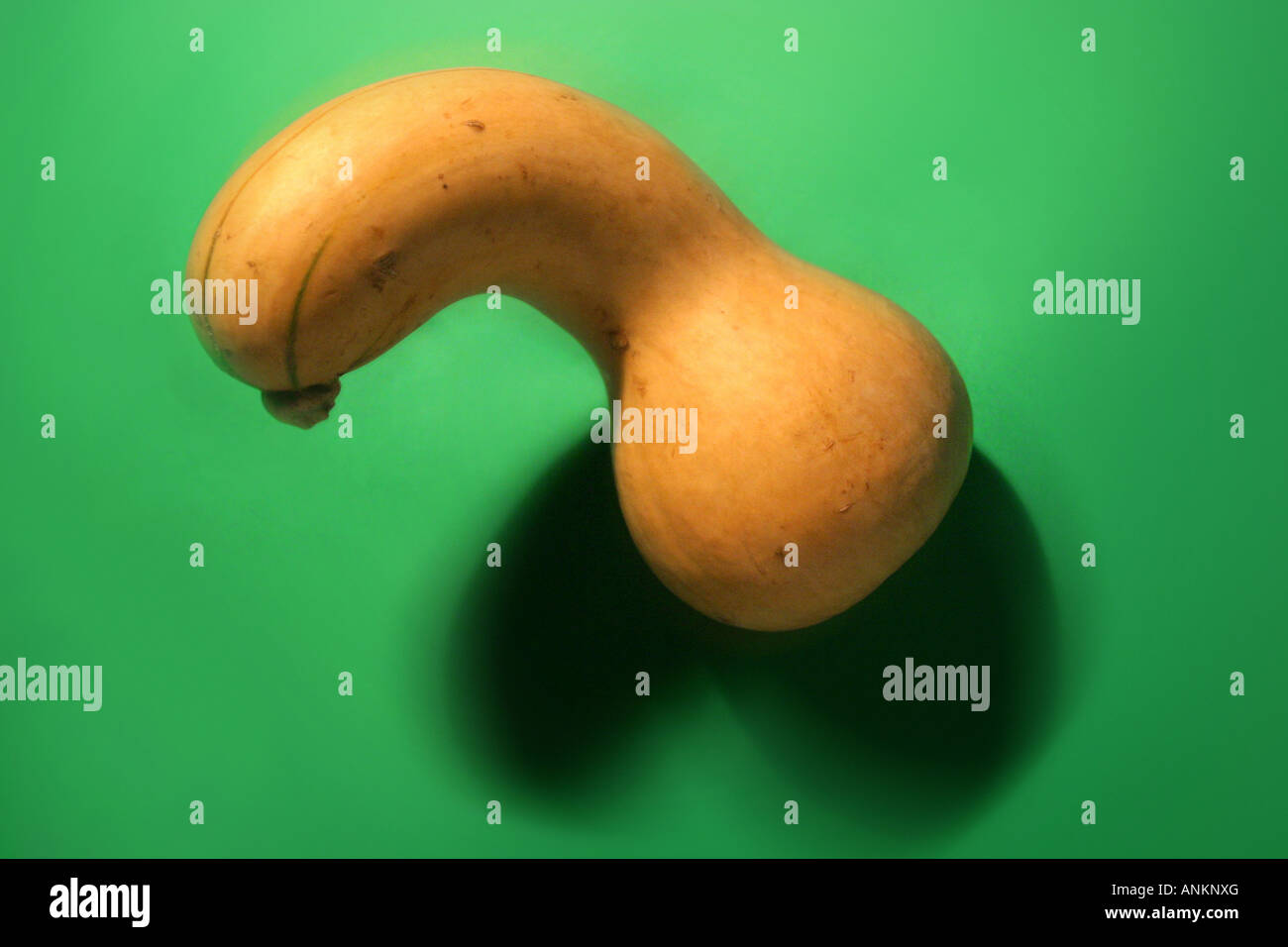 butternut squash shaped like a Stock Photo - Alamy