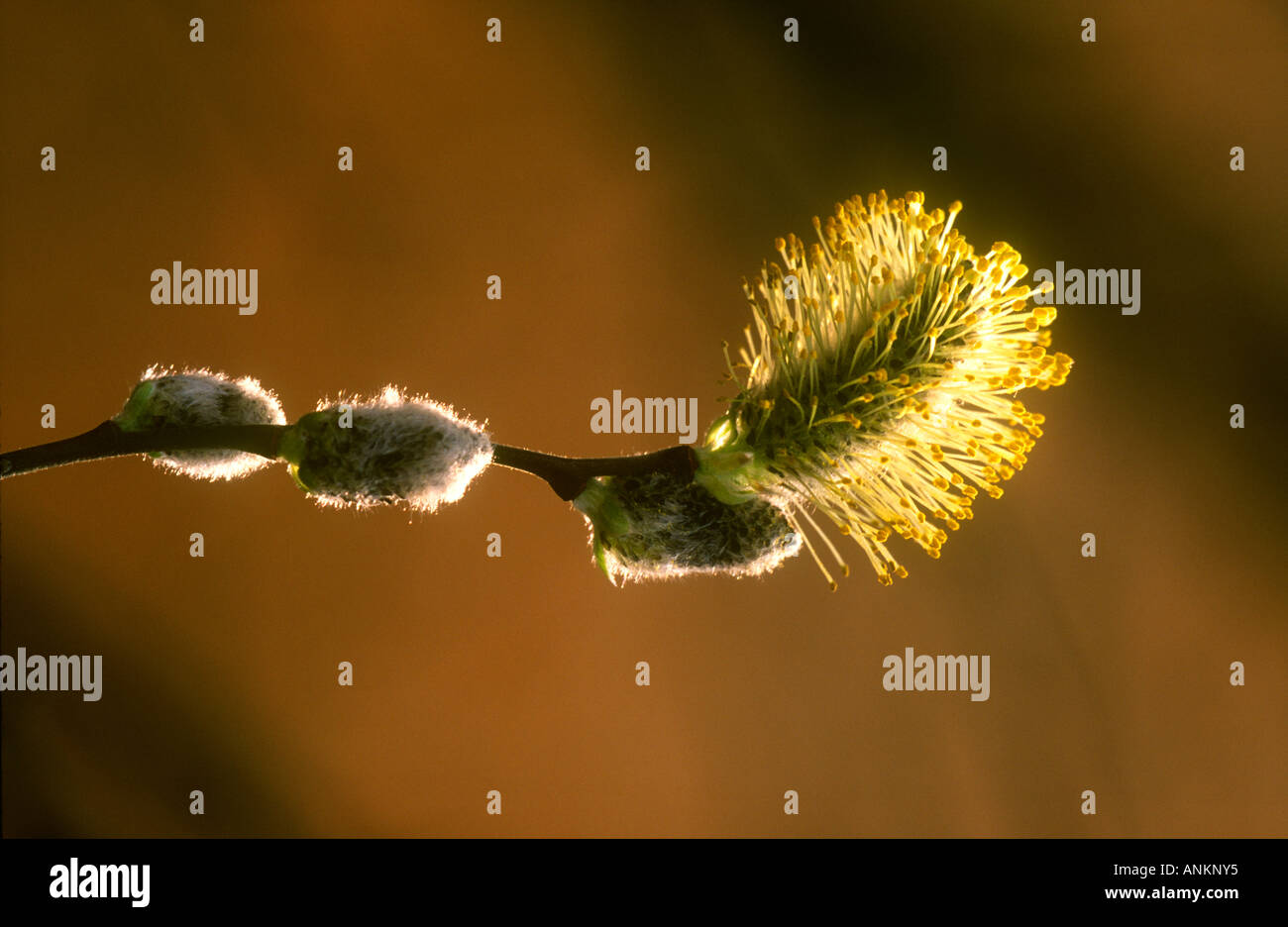 Salix caprea flower hi-res stock photography and images - Alamy