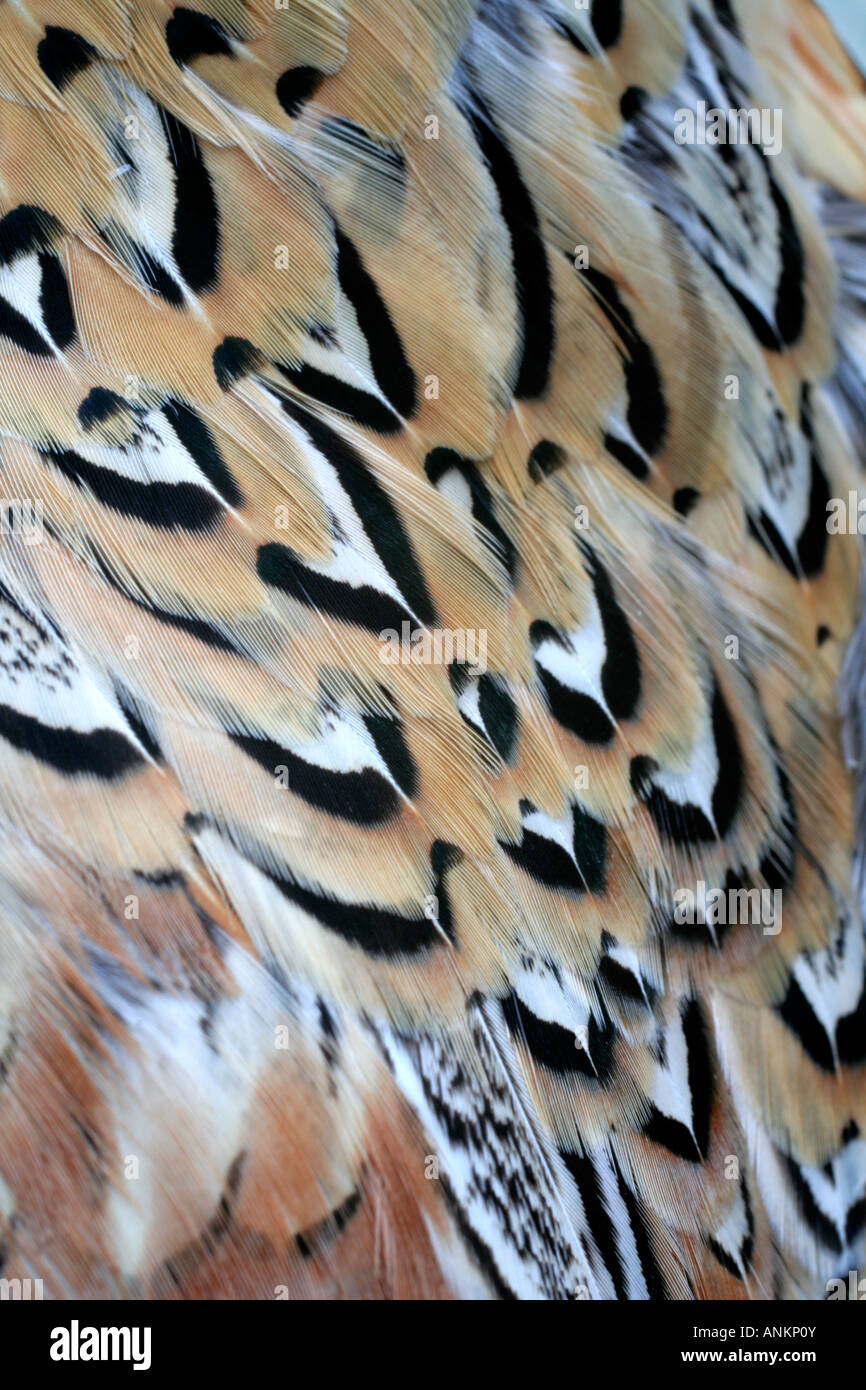 Buff plumage hi-res stock photography and images - Alamy