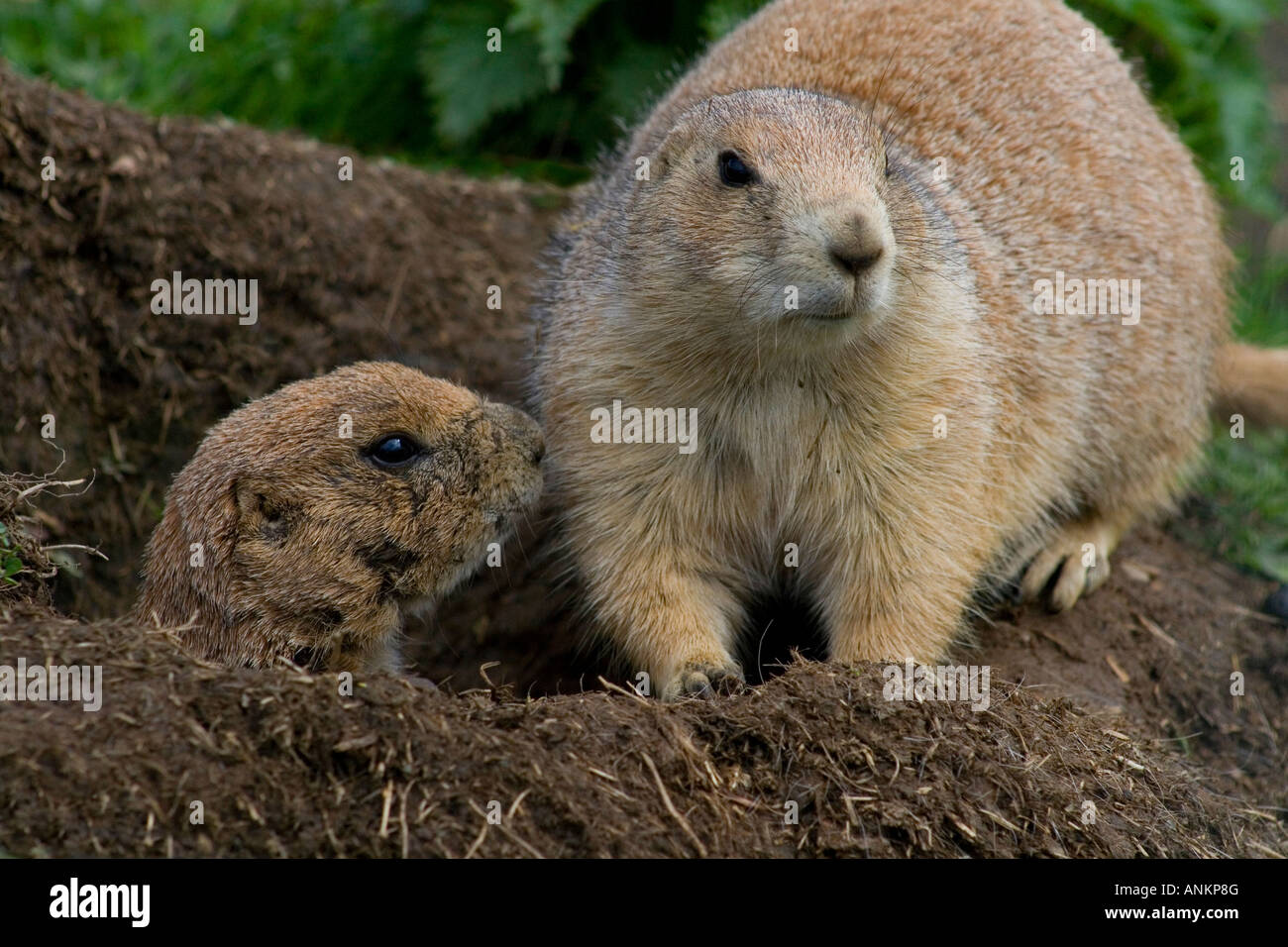 Black Tailed Prairie Dog Marmots High Resolution Stock Photography and ...