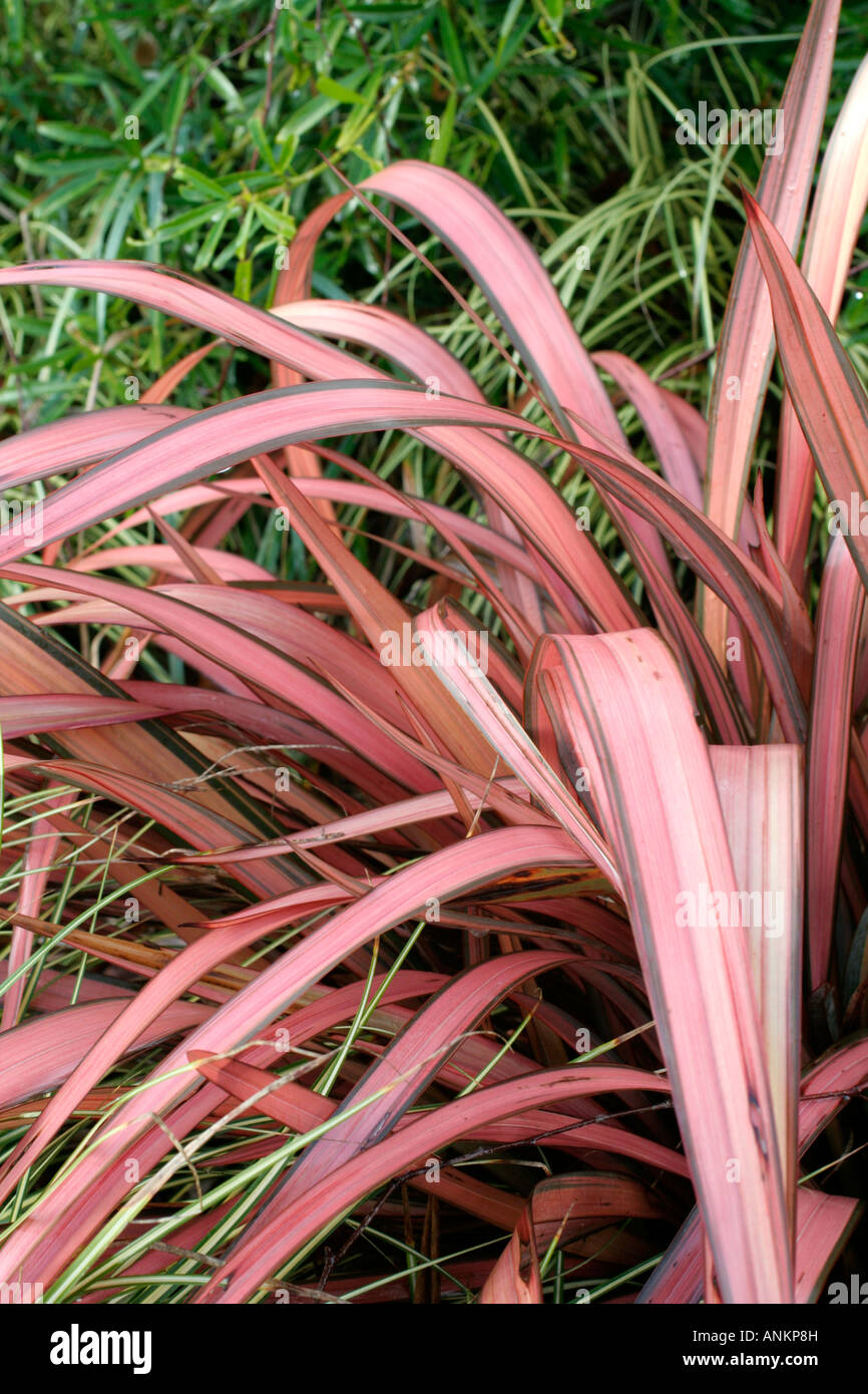 Maori flax use hi-res stock photography and images - Alamy