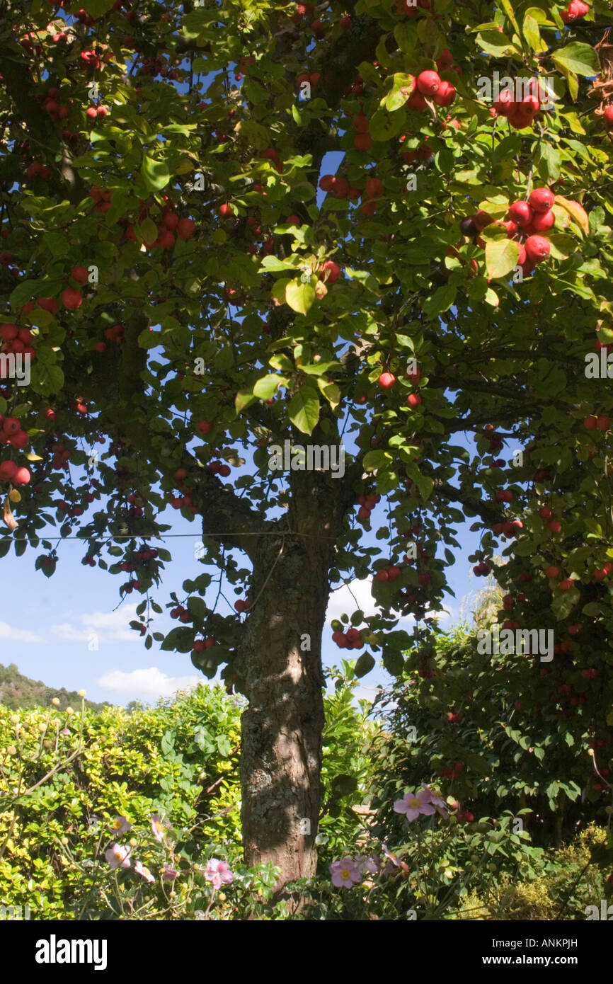 crabapple tree (malus sp Stock Photo - Alamy
