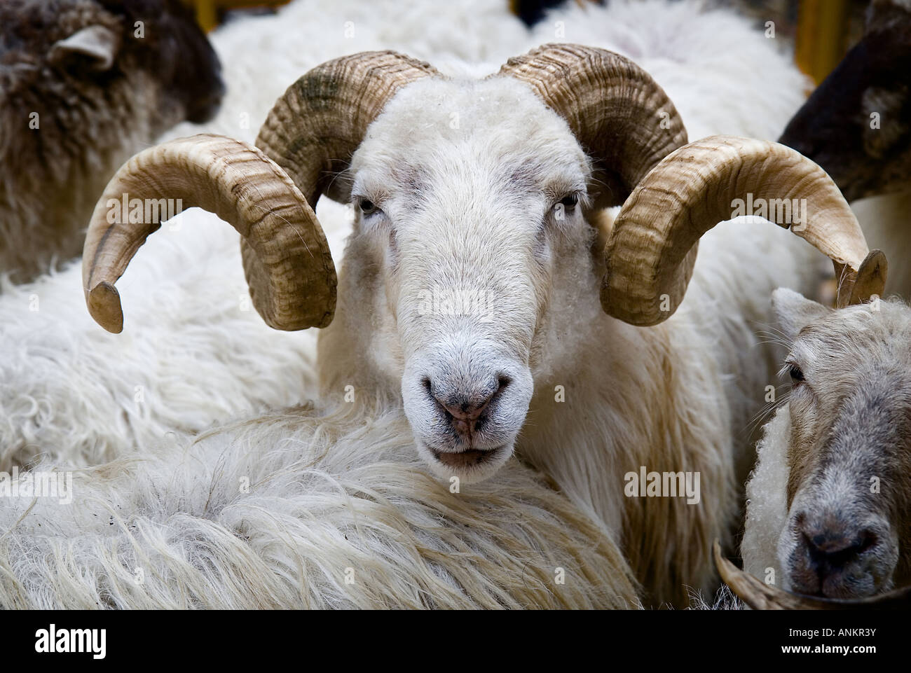 Sheep ram closeups hi-res stock photography and images - Alamy