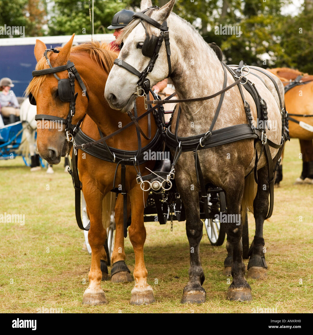Clop Clop Lodando Il Sole